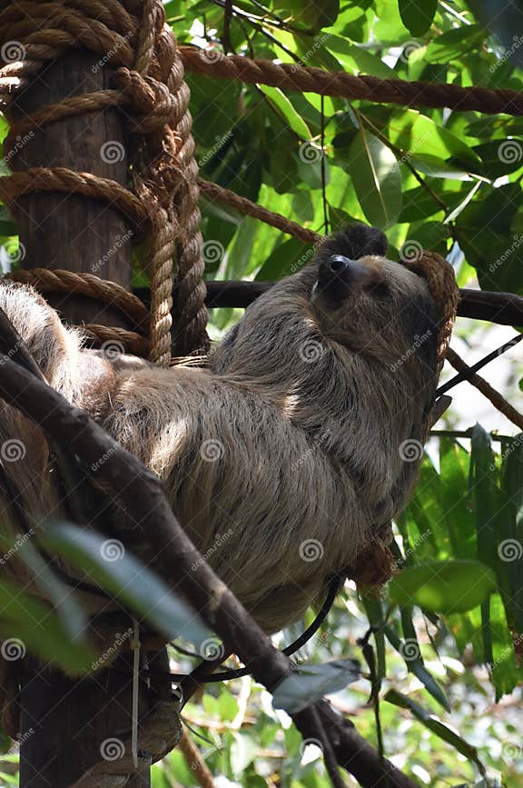 Neotropical Sloth Sleeping in a Tree Top Stock Photo - Image of rain ...