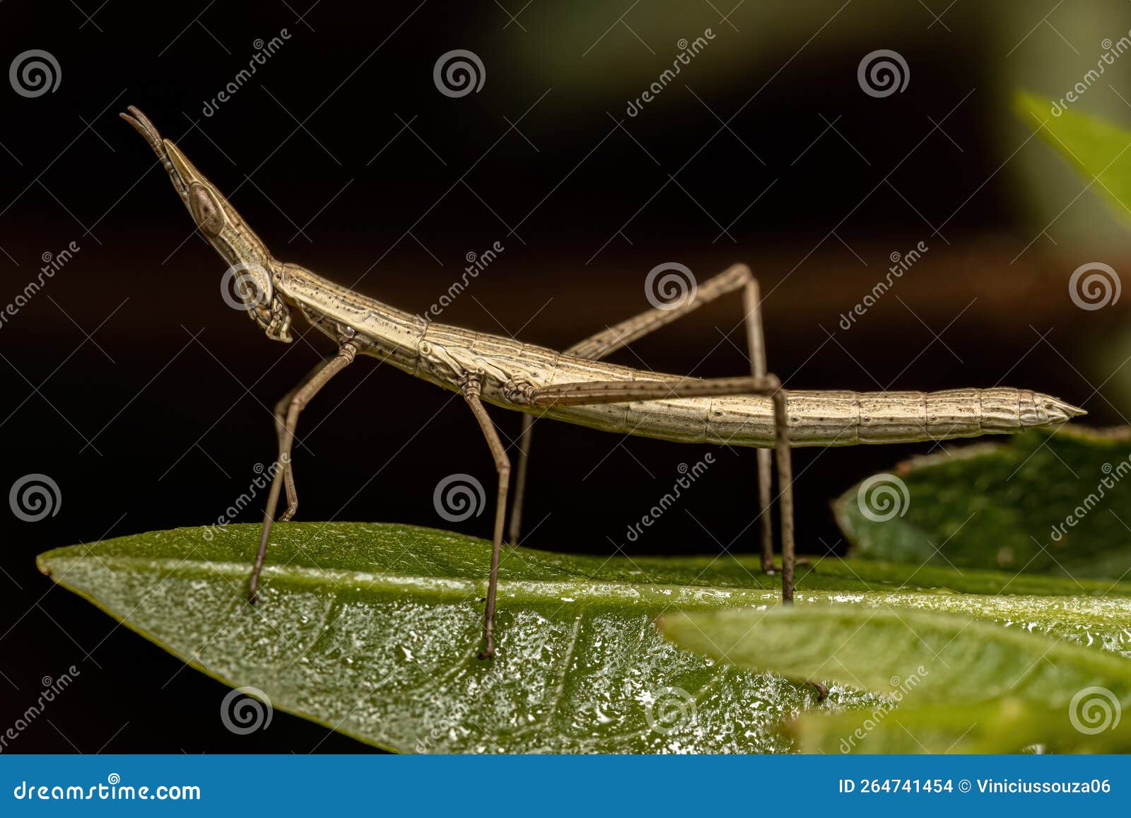 Family Proscopiidae Stock Photos - Free & Royalty-Free Stock Photos ...