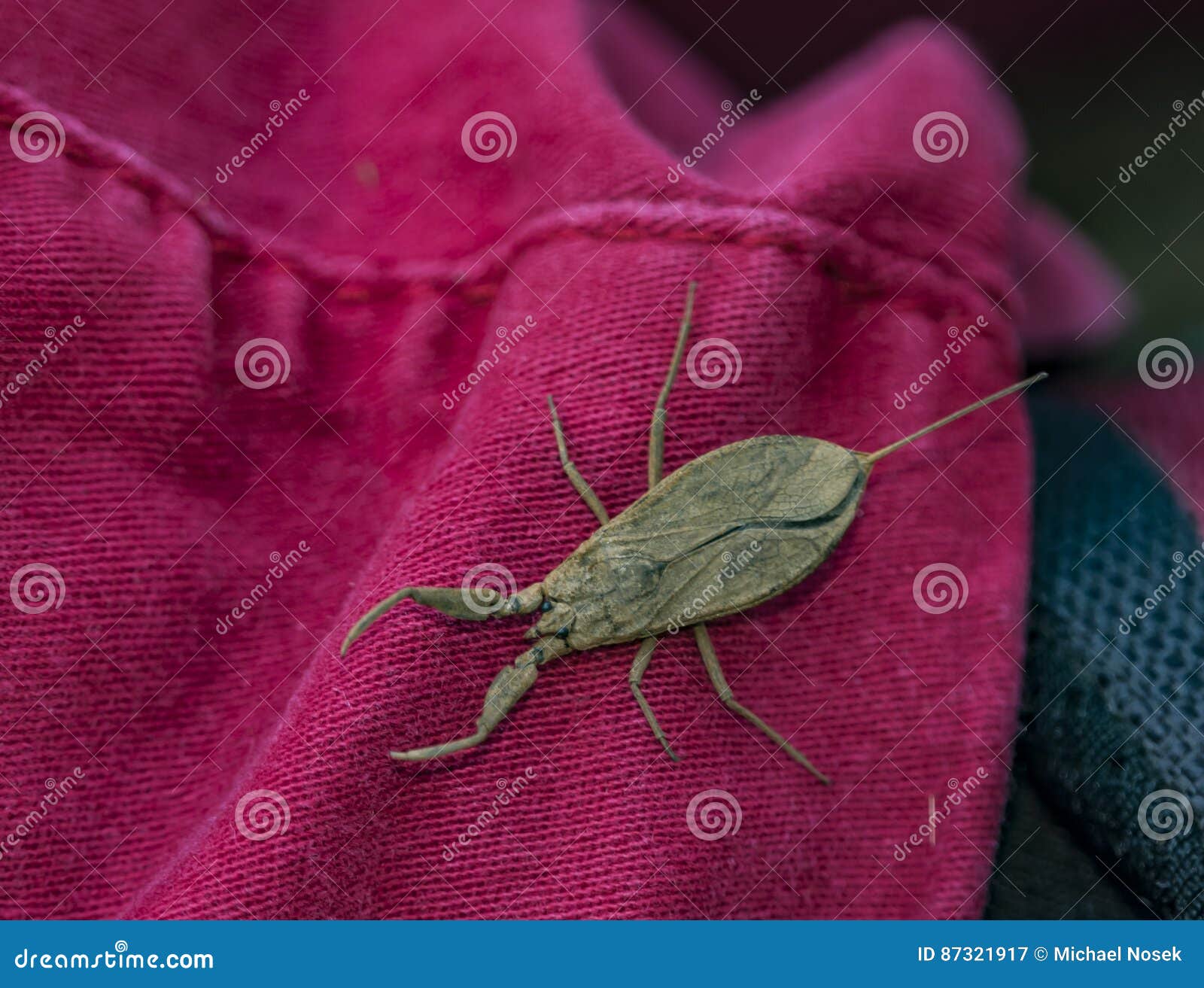 Nepa Scorpion Insect on Red Cloth Stock Image - Image of nepa, gray ...