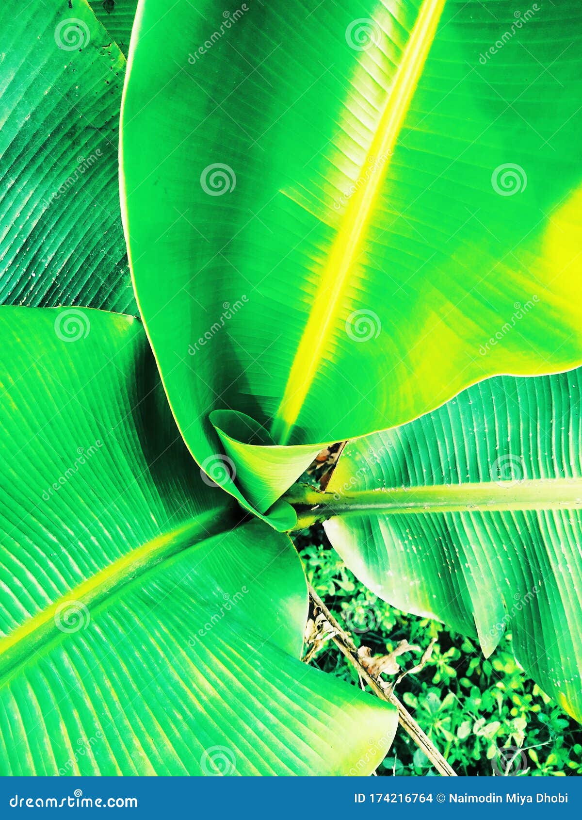 Nepal Banana Green Leaf Plant Stock Photo - Image of plant, leaf: 174216764