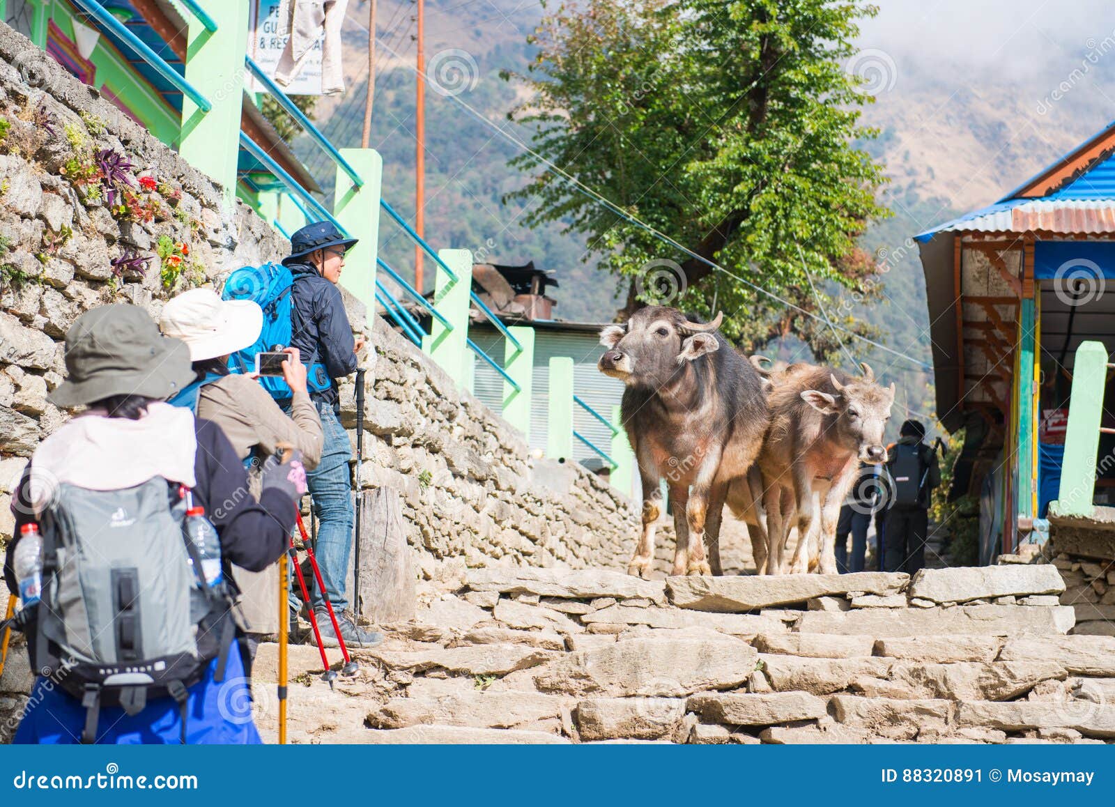 Nepal - 25 December 2016 ::buffalo Walk Down on Staircase with T ...