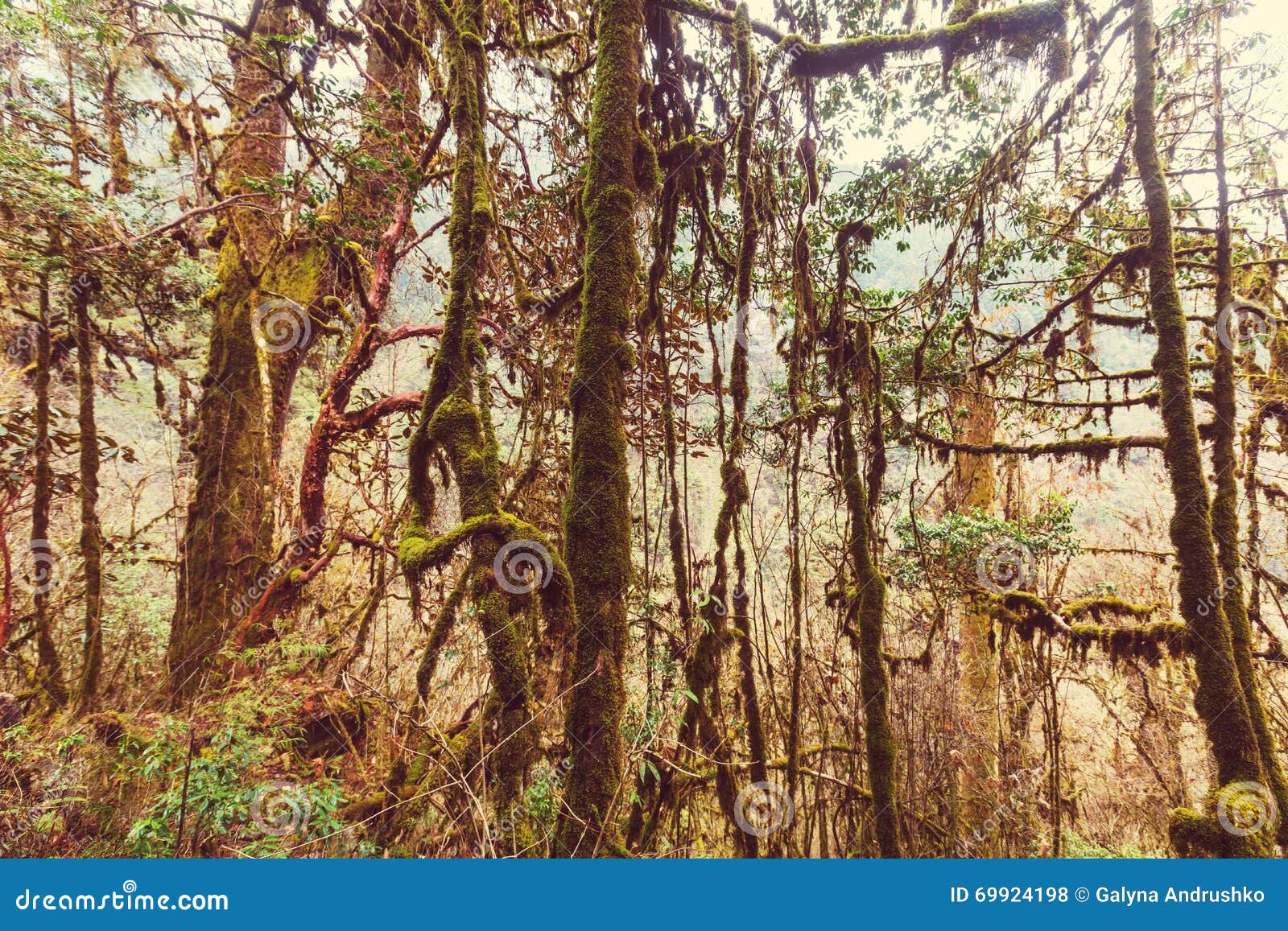 Nepal jungle stock photo. Image of rain, mountain, awesome - 69924198