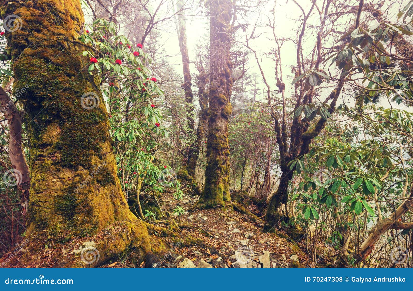 Nepal jungle stock photo. Image of road, outdoor, himalaya - 70247308