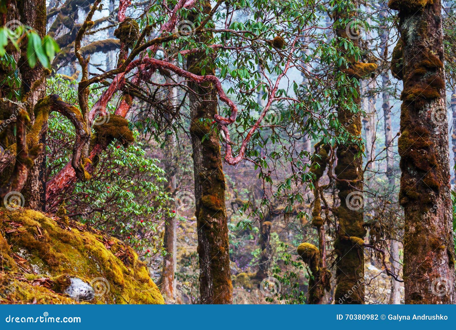 Nepal jungle stock photo. Image of green, mountain, fresh - 70380982