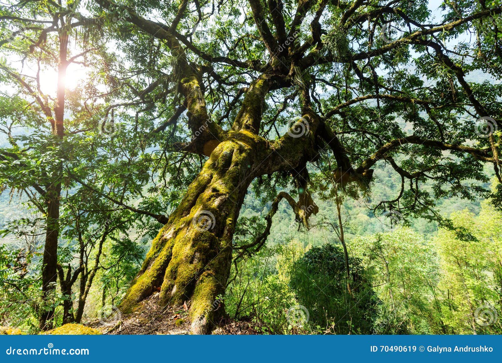 Nepal jungle stock image. Image of hiking, mist, forest - 70490619