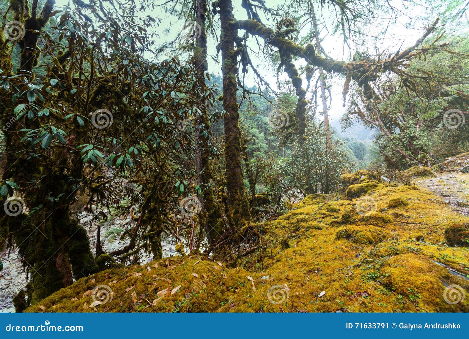 Nepal jungle stock image. Image of asia, natural, environment - 71633791