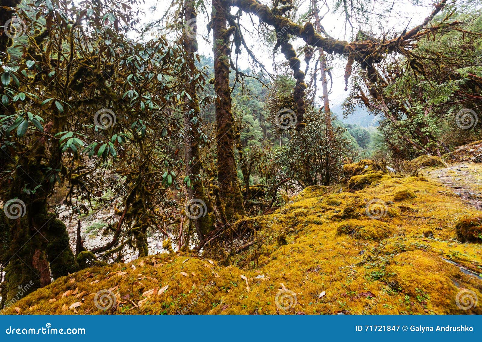Nepal jungle stock image. Image of misty, green, beautiful - 71721847