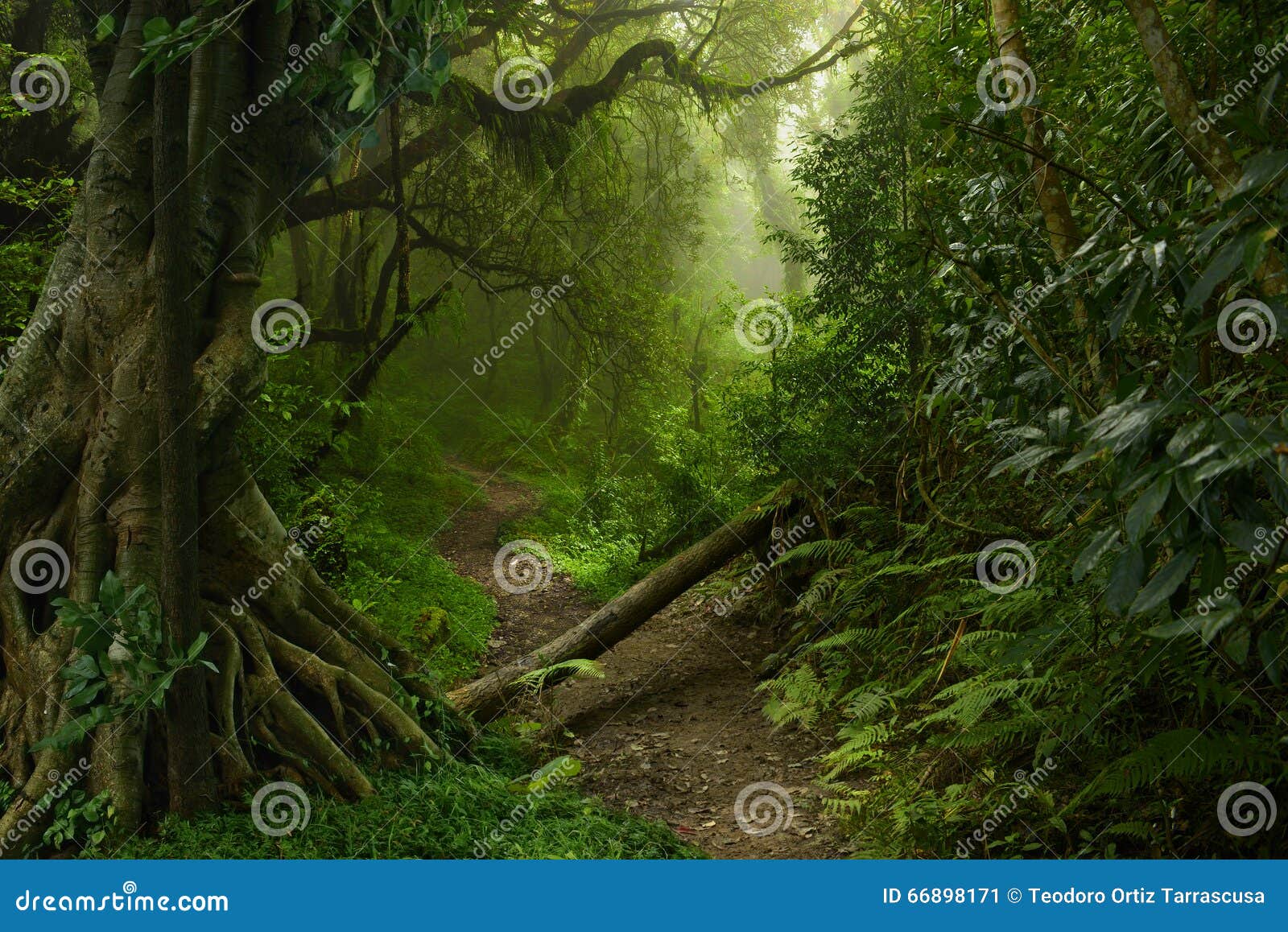 Nepal jungle stock image. Image of landscape, jungle - 66898171