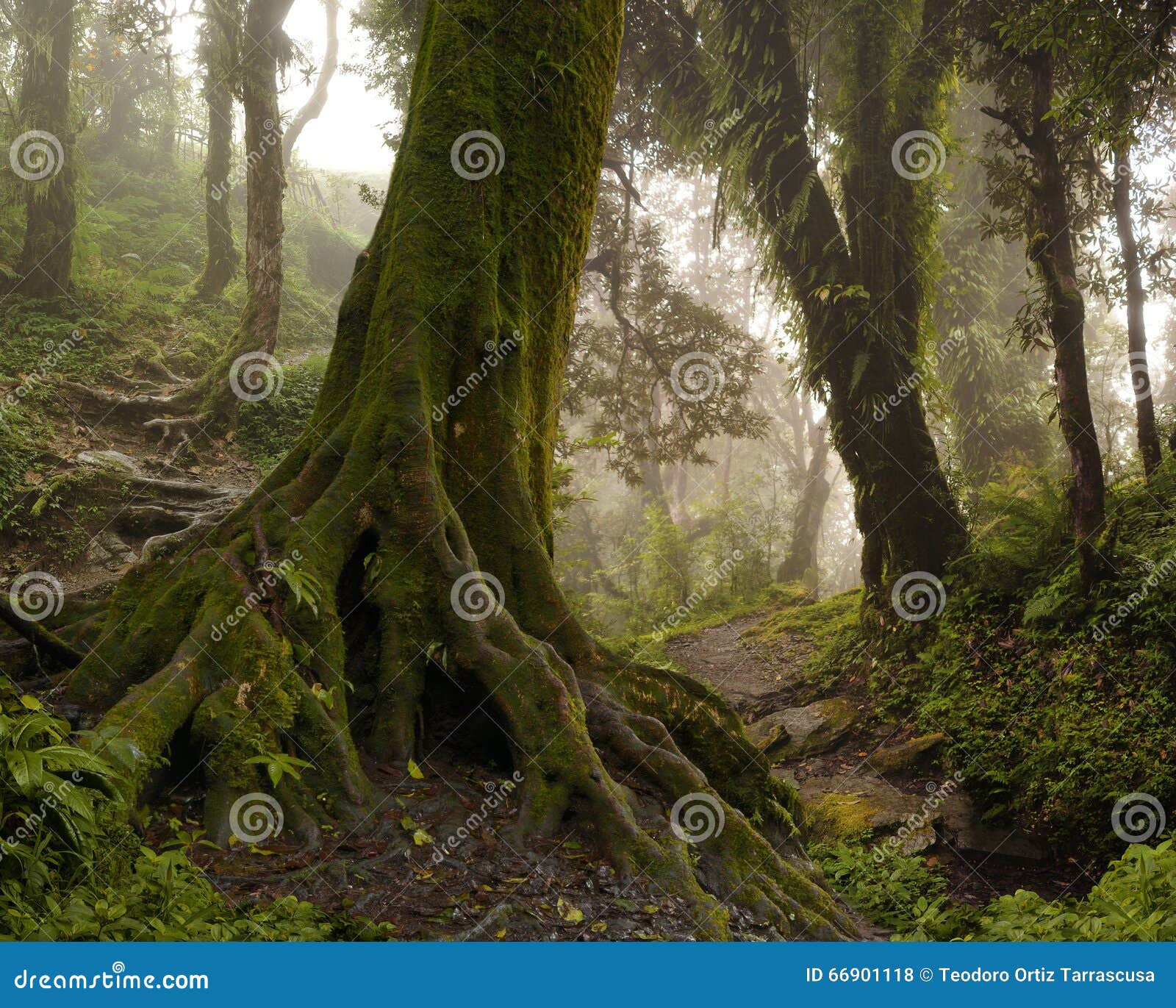 Nepal jungle stock photo. Image of moss, landscape, mountain - 66901118