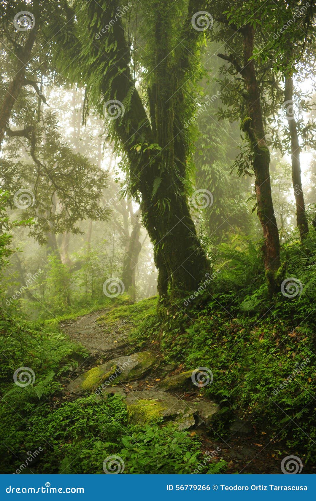 Nepal Jungle stock photo. Image of mist, palm, mountain - 56779266