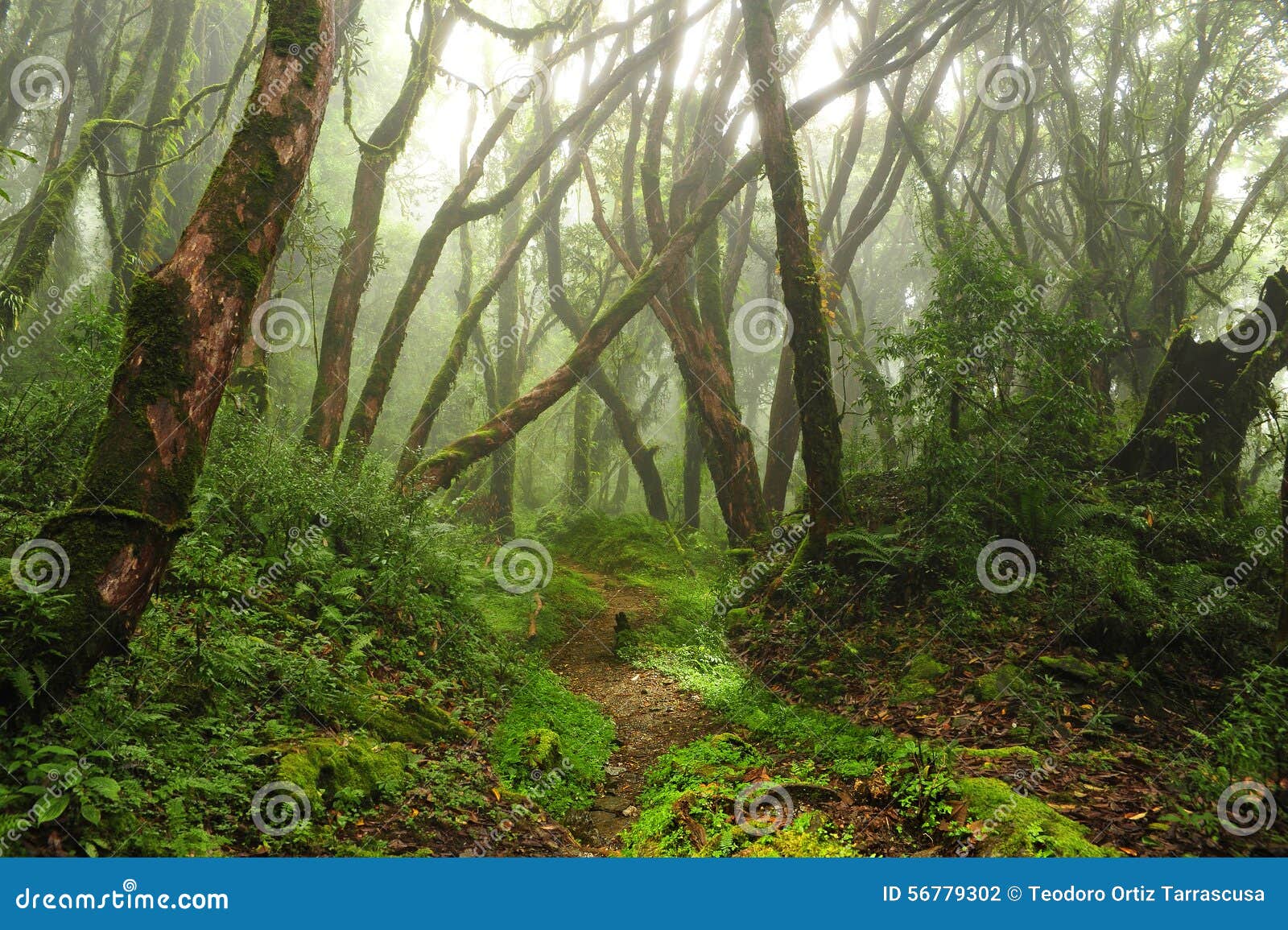Nepal Jungle stock photo. Image of foliage, purity, outdoor - 56779302