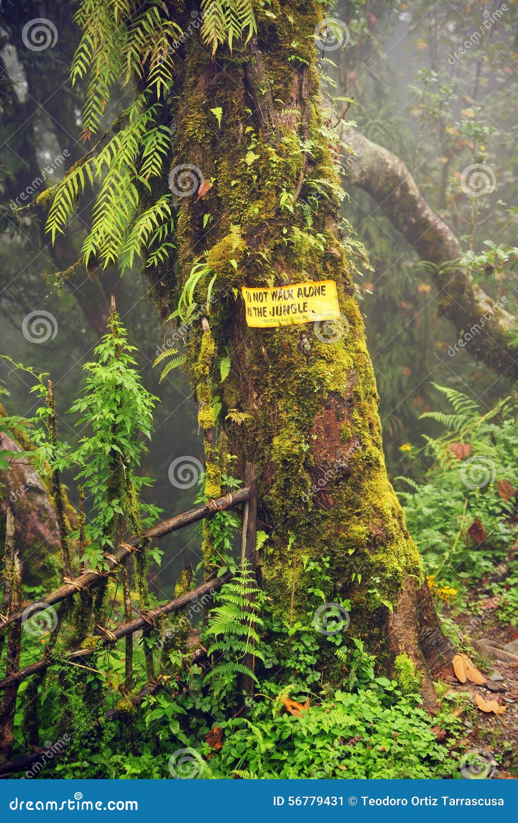 Nepal Jungle stock image. Image of environment, freshness - 56779431