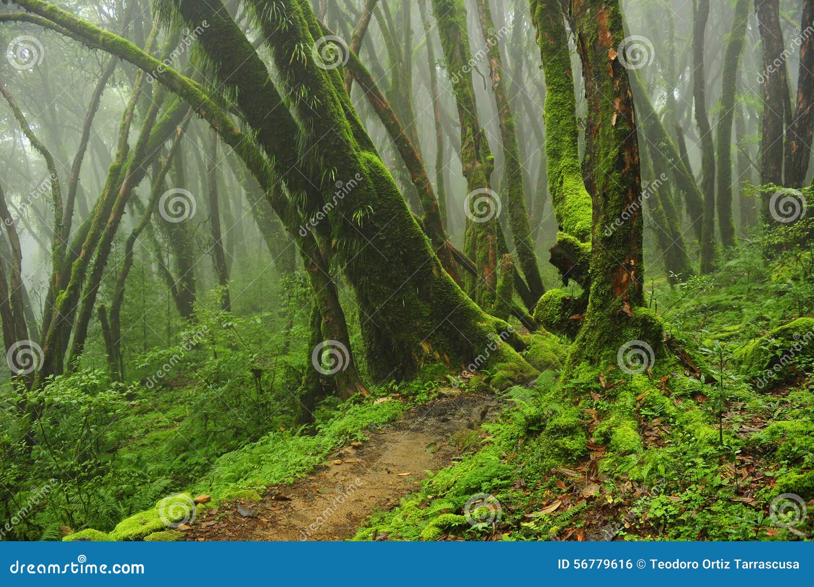 Nepal Jungle stock photo. Image of creek, outdoor, environment - 56779616