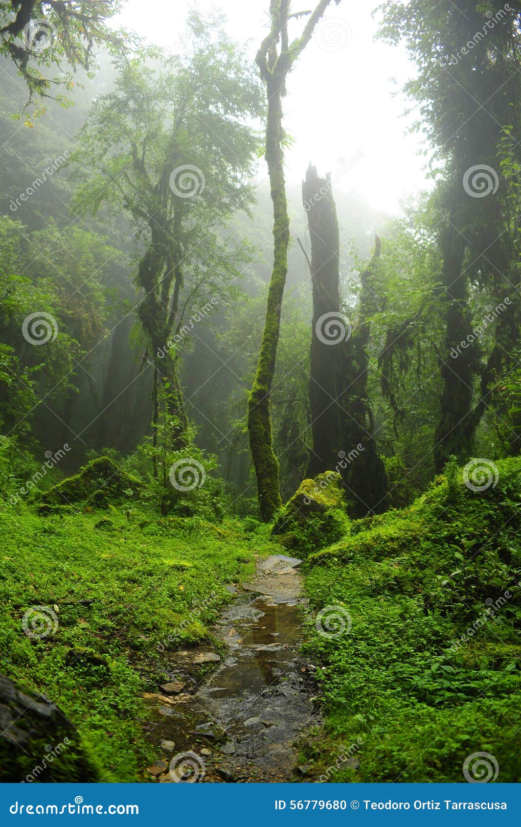 Nepal Jungle stock photo. Image of climate, asia, mist - 56779680
