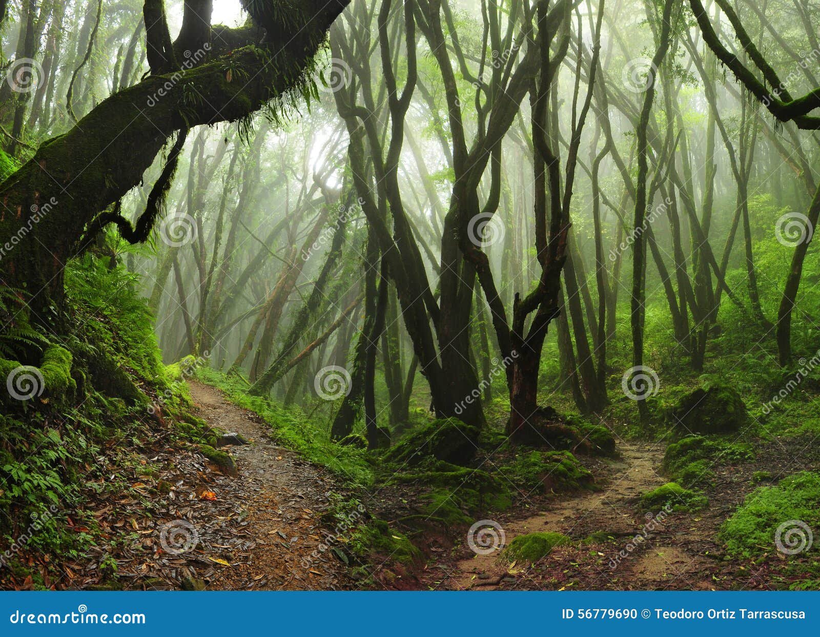 Nepal Jungle stock photo. Image of nature, paradise, purity - 56779690
