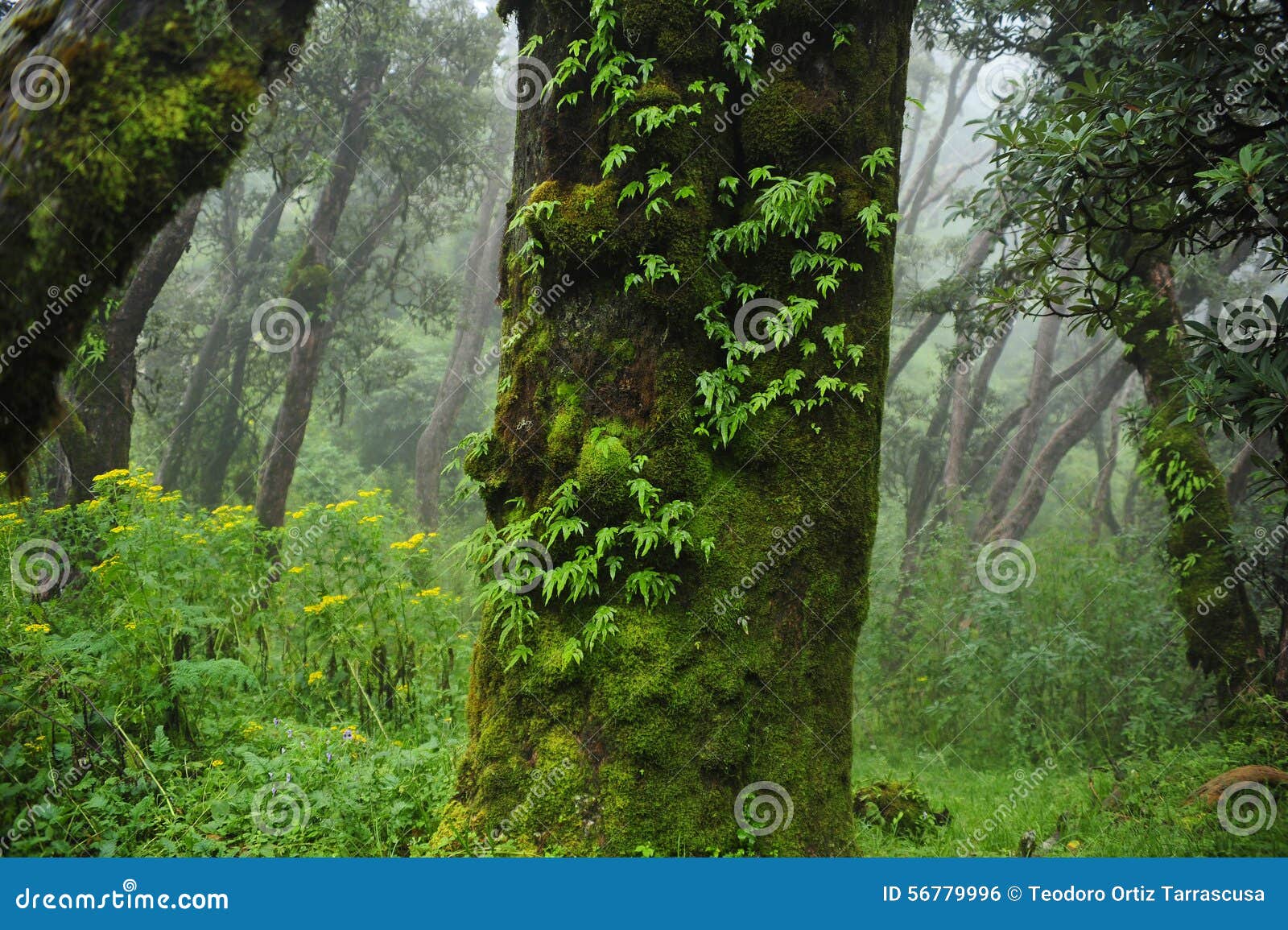 Nepal Jungle stock photo. Image of meditation, beautiful - 56779996