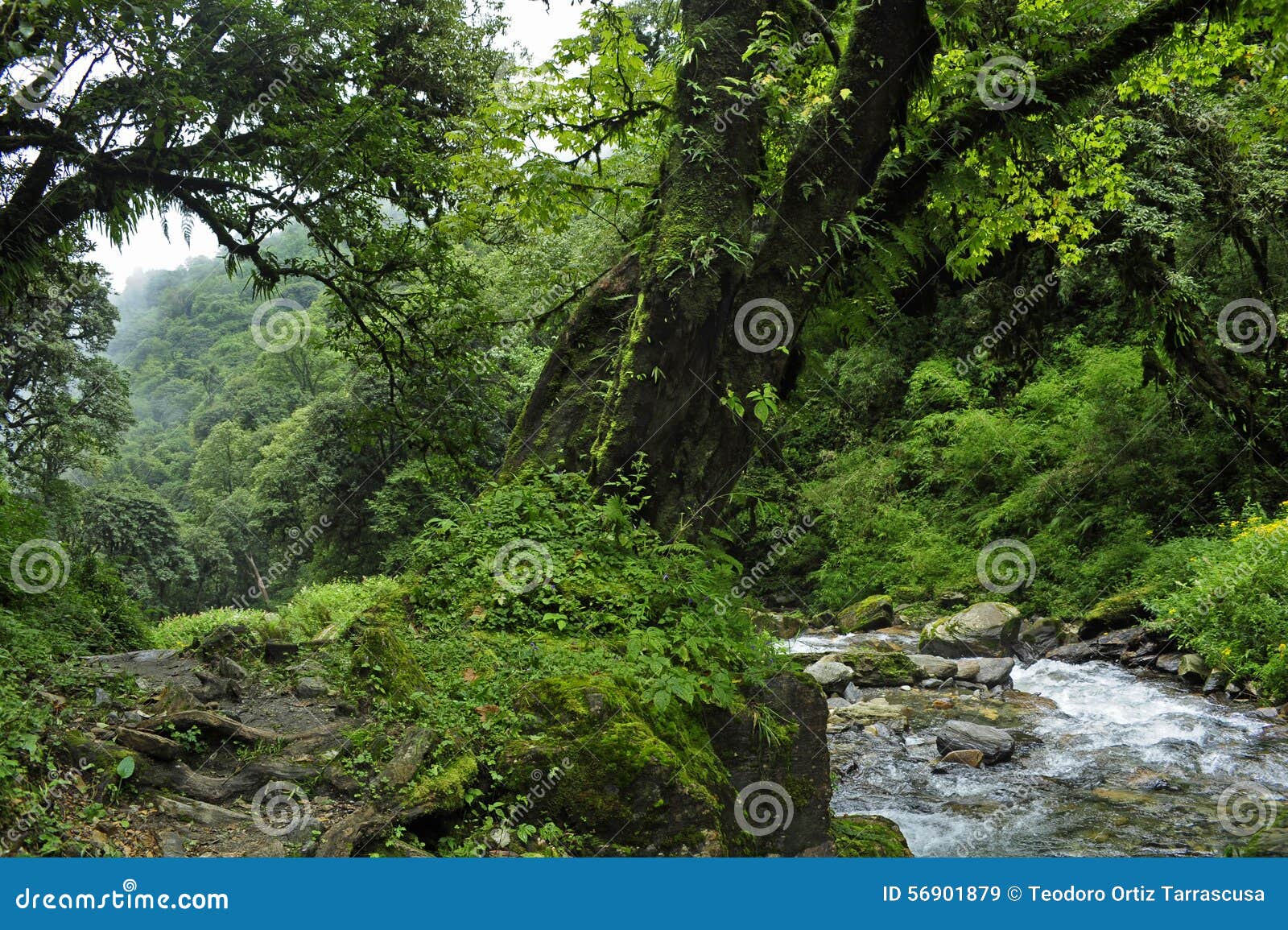 Nepal jungle stock image. Image of outdoor, climate, rain - 56901879