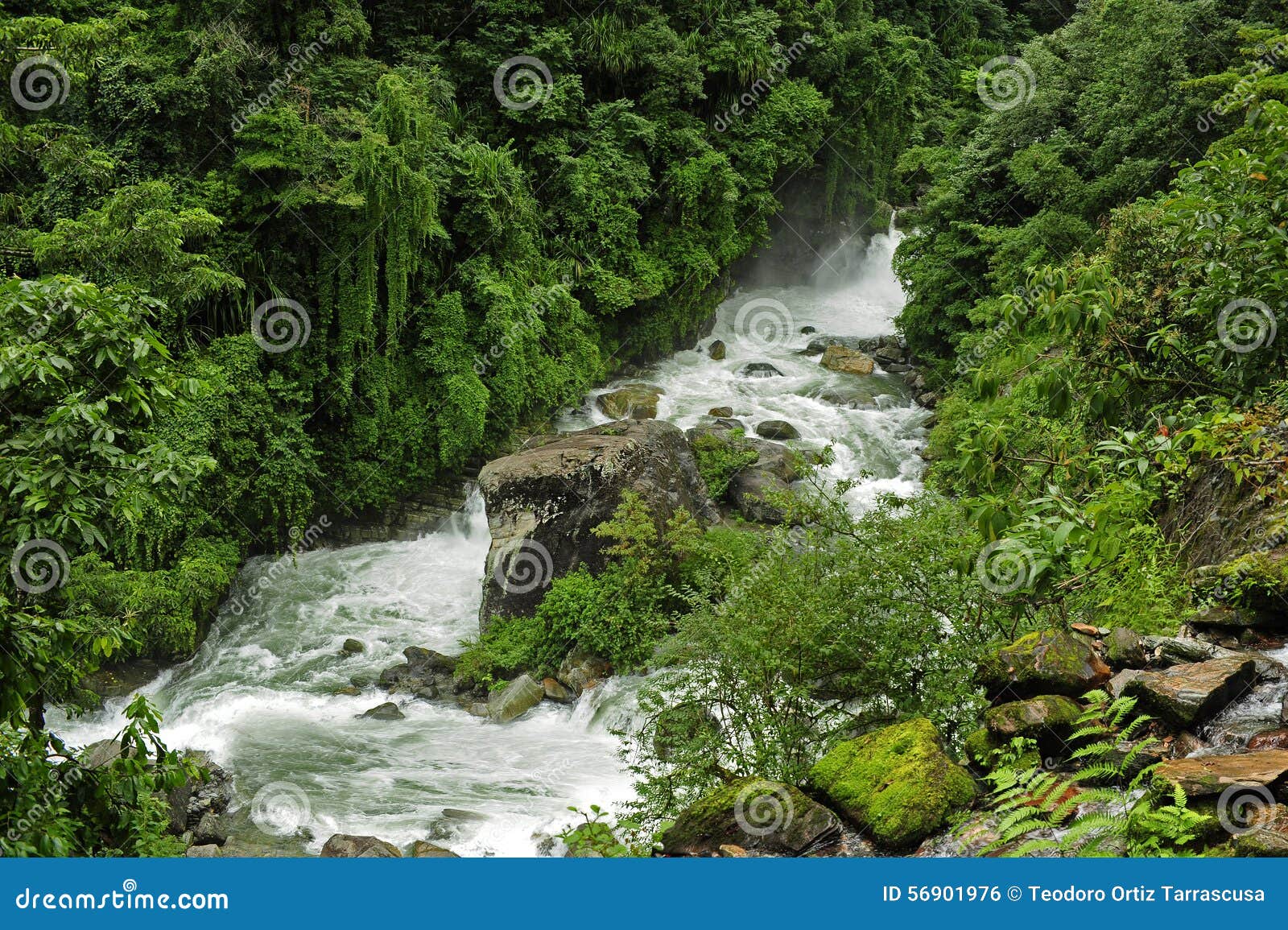 Nepal jungle stock photo. Image of freshness, rain, posiciasup3 - 56901976
