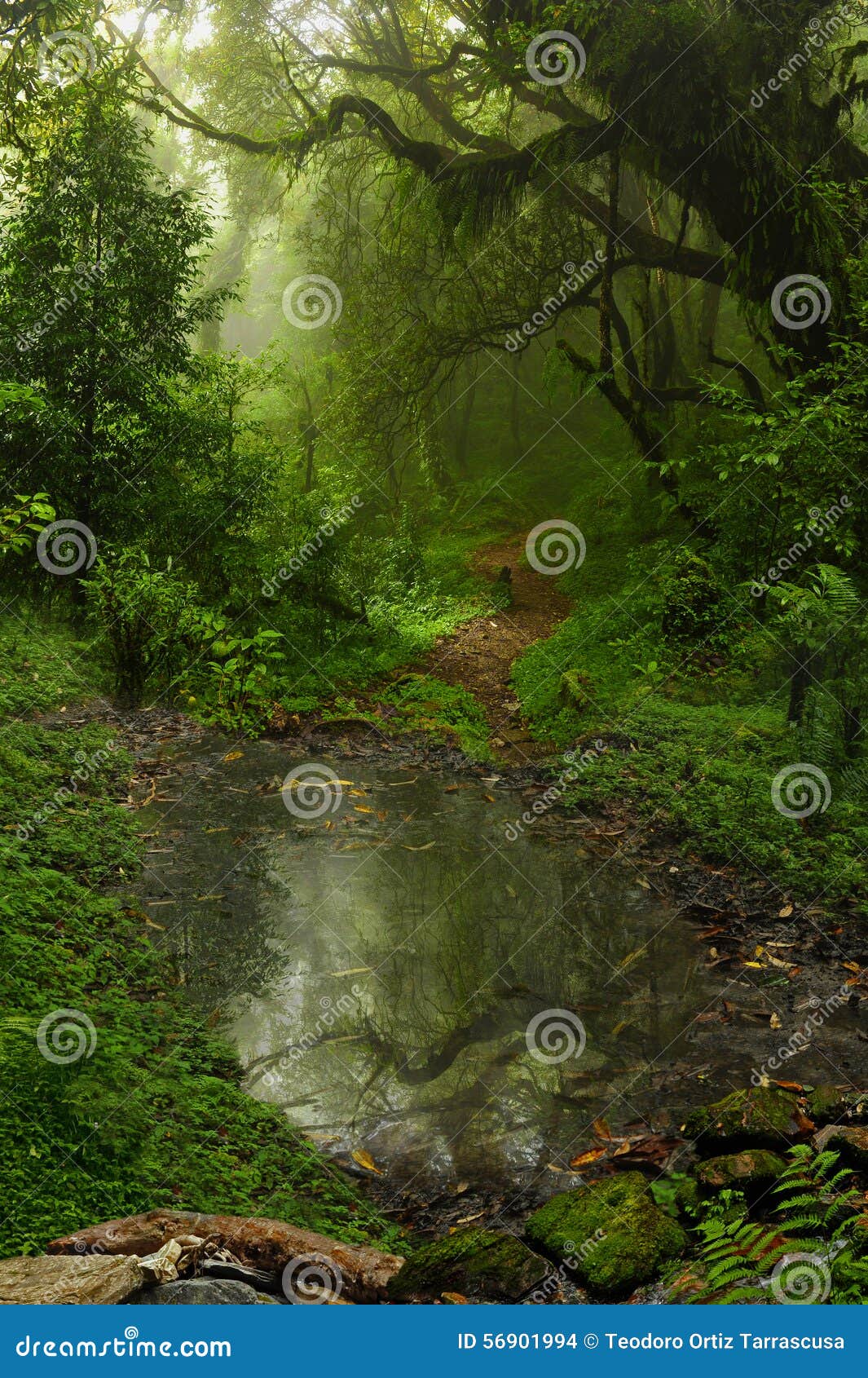 Nepal jungle stock photo. Image of meditation, jungle - 56901994