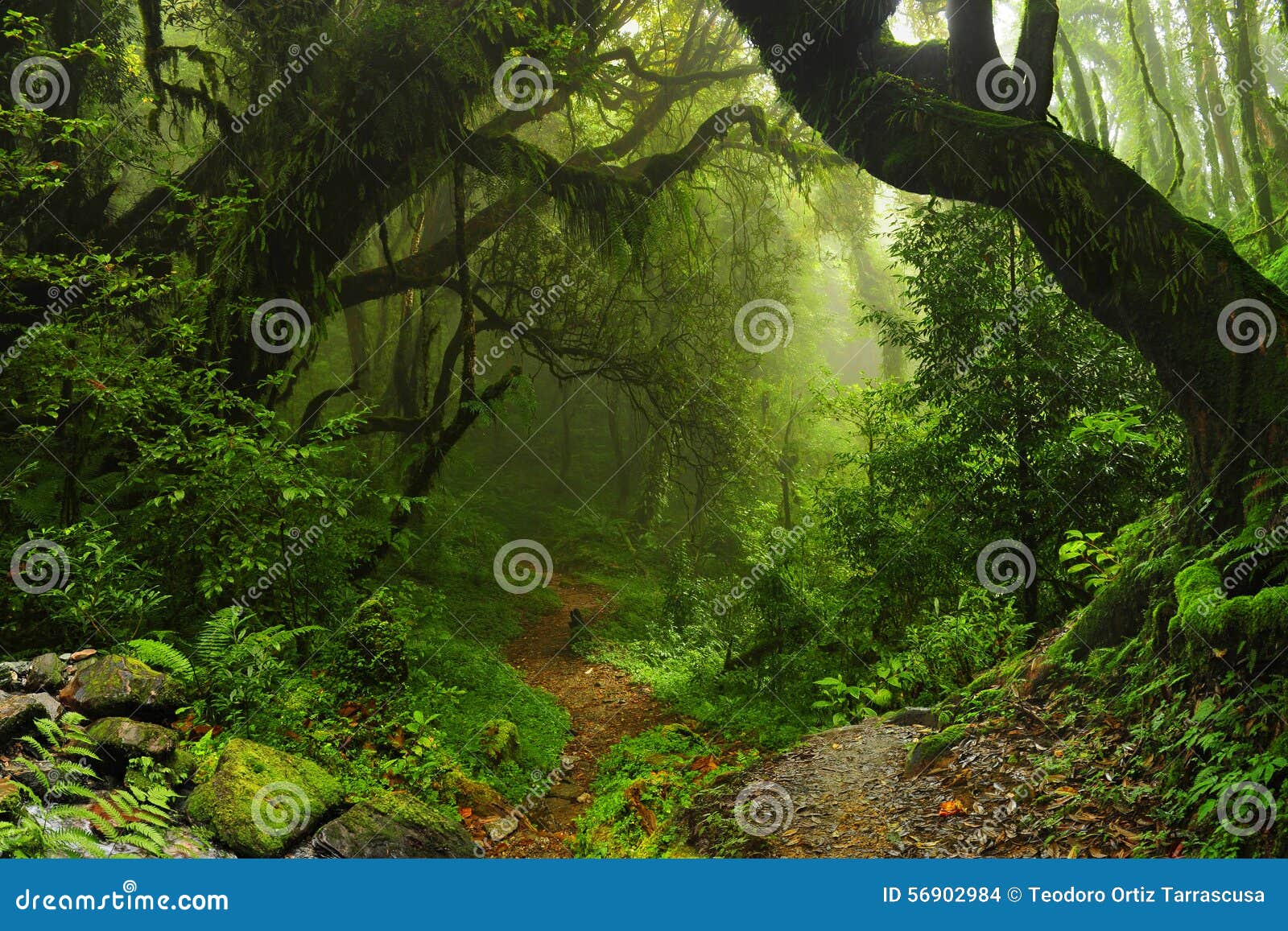 Nepal jungle stock photo. Image of background, environment - 56902984