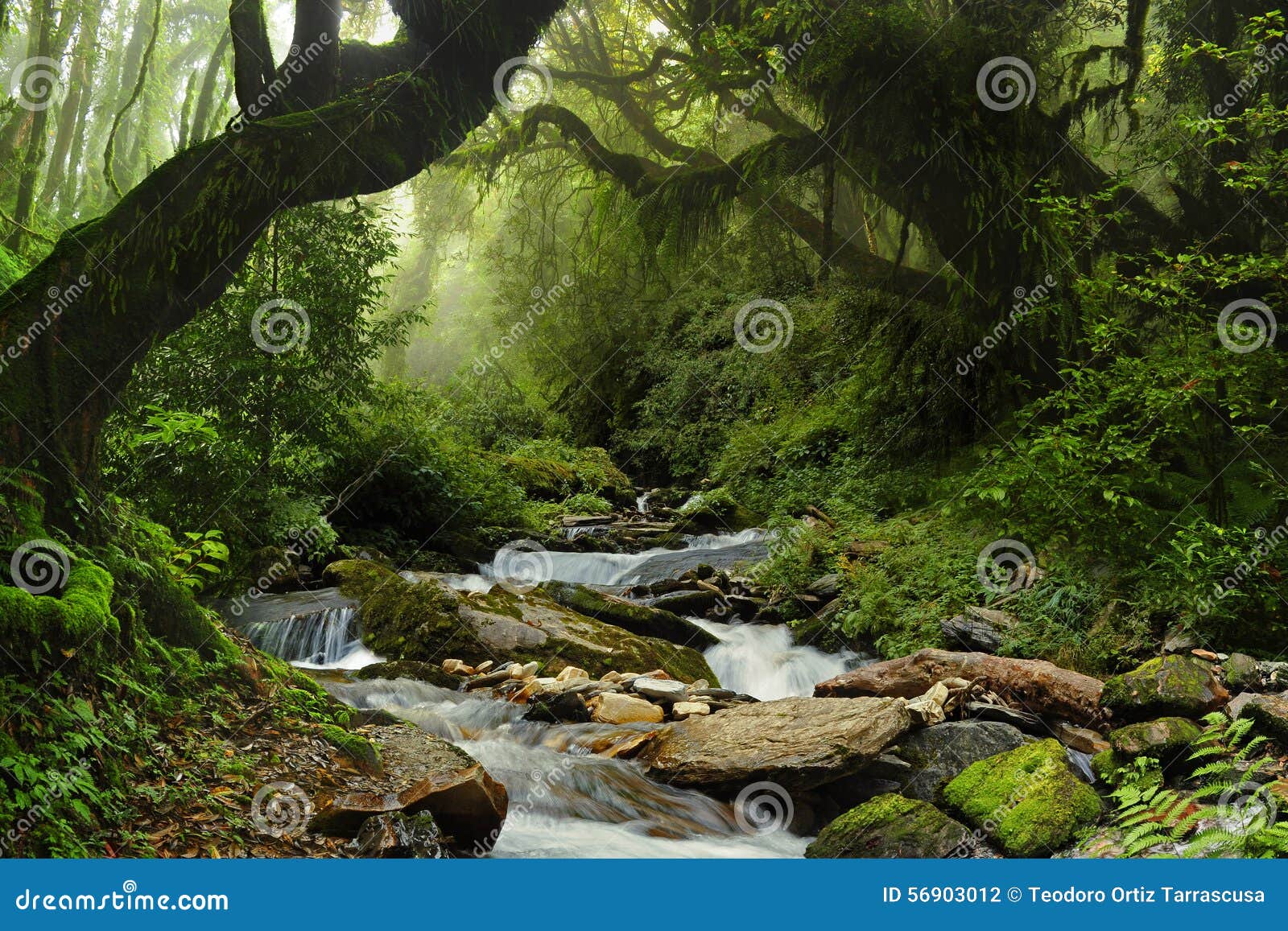 Nepal jungle stock photo. Image of climate, creek, amazon - 56903012
