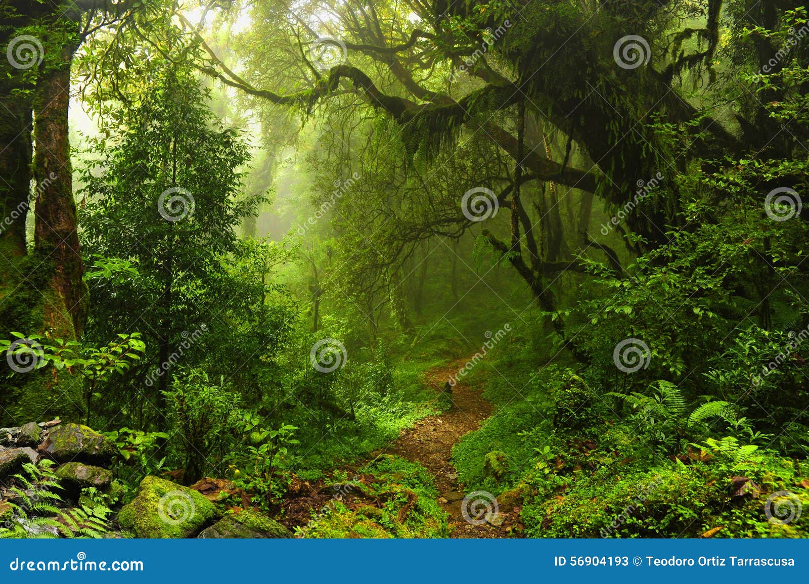 Nepal jungle stock image. Image of amazon, climate, meditation - 56904193