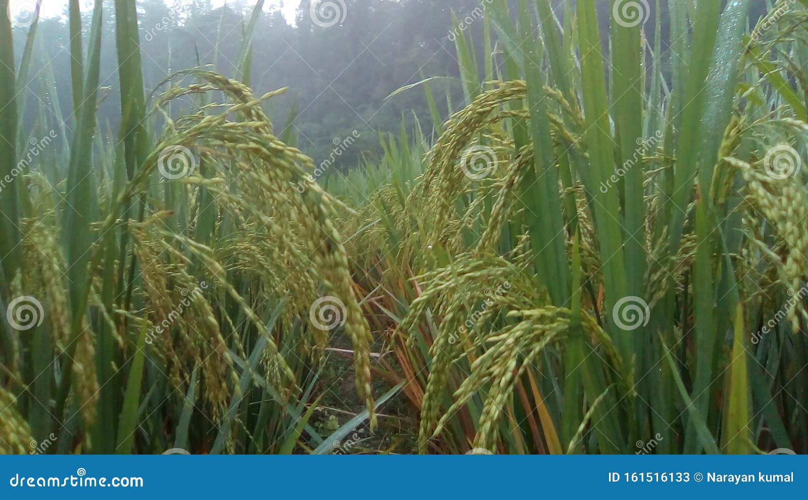 This is a nepal Rice stock image. Image of naturally - 161516133