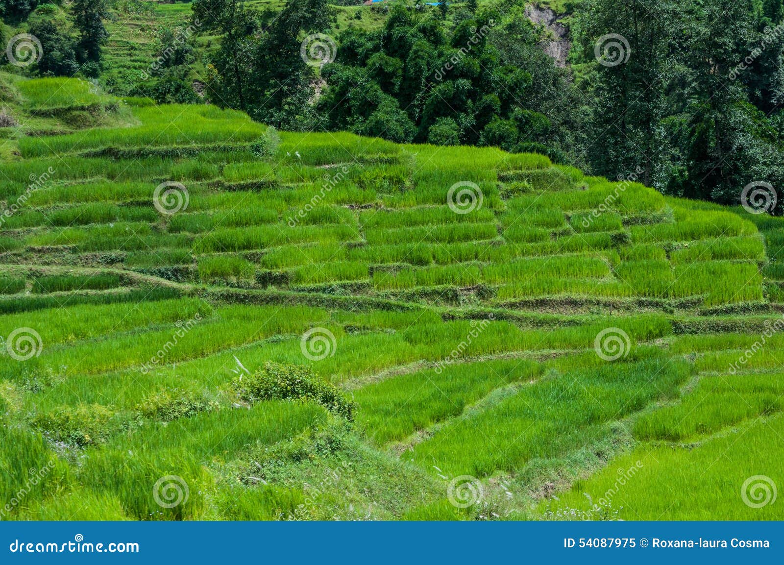 Nepal rice hill stock image. Image of valley, pinned - 54087975