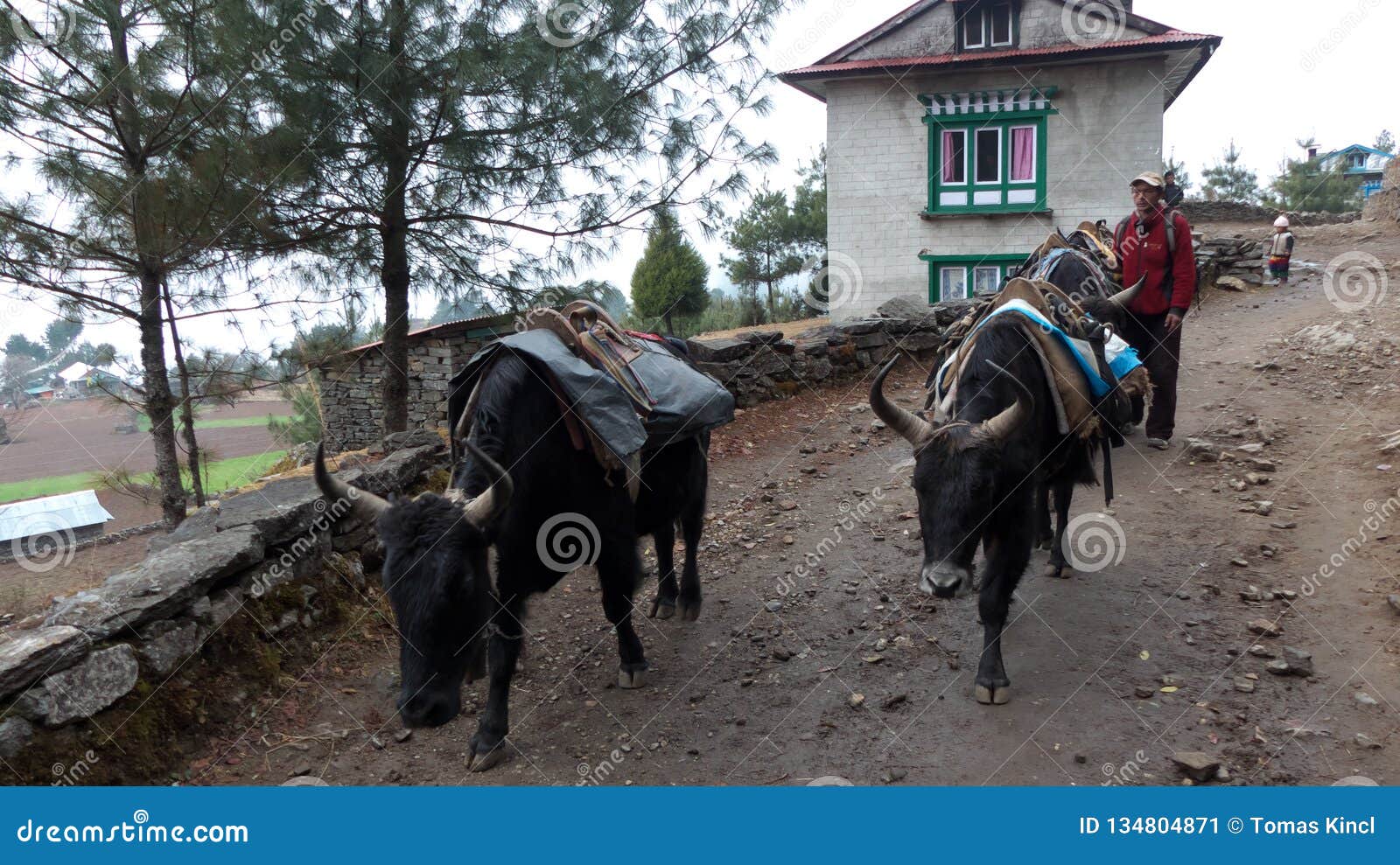 Nepal, Some Buffalo on the Road. Editorial Photo - Image of view ...