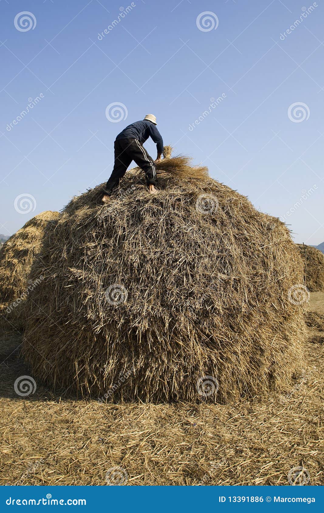 Nepalese man at work editorial photo. Image of work, agriculture - 13391886