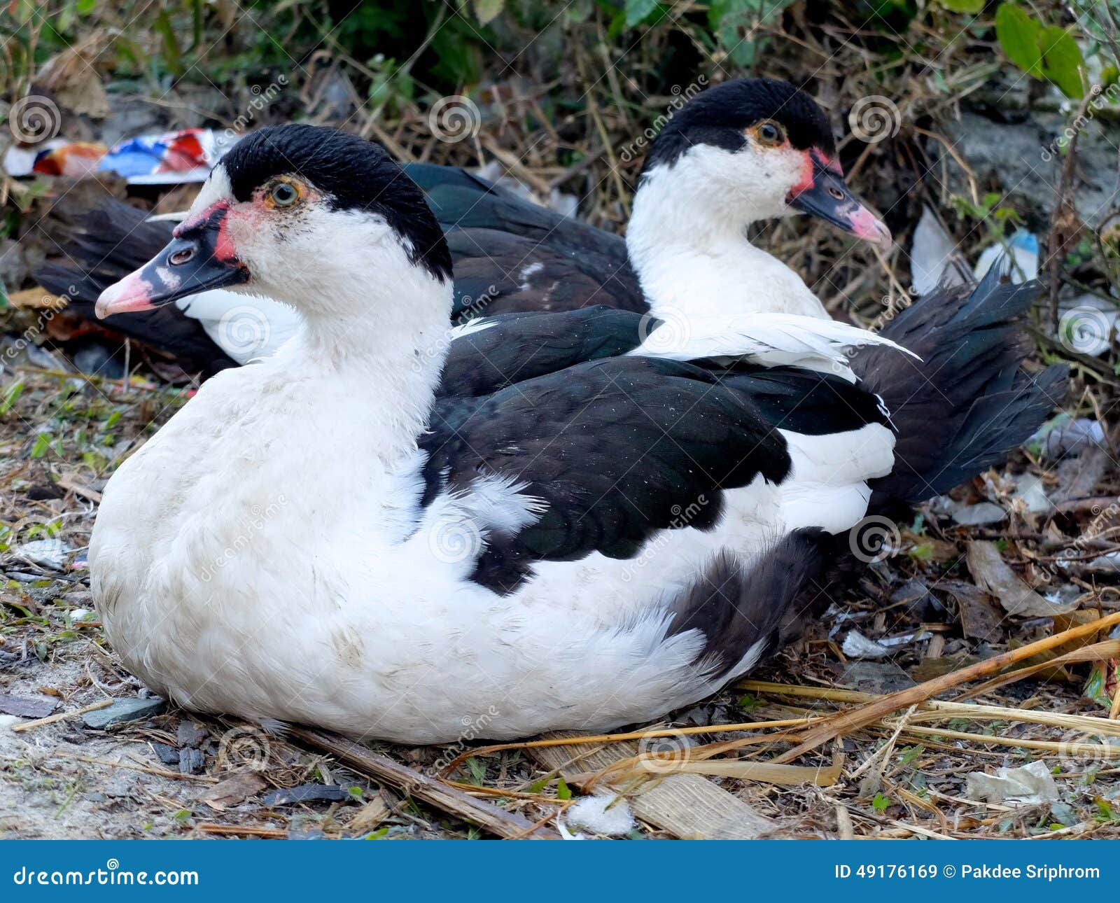 Nepali Ducks stock image. Image of duck, nepal, life - 49176169