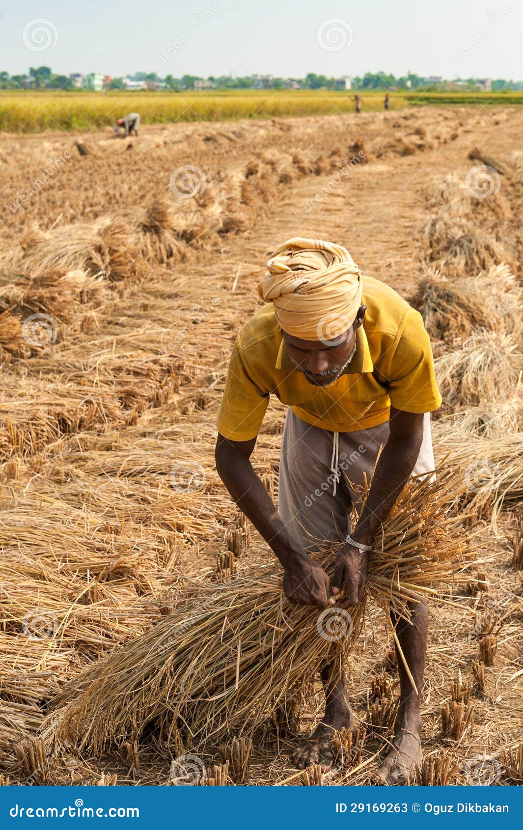 Nepali Farmer at Harvested Field in Chitwan Nepal Editorial Stock Photo ...
