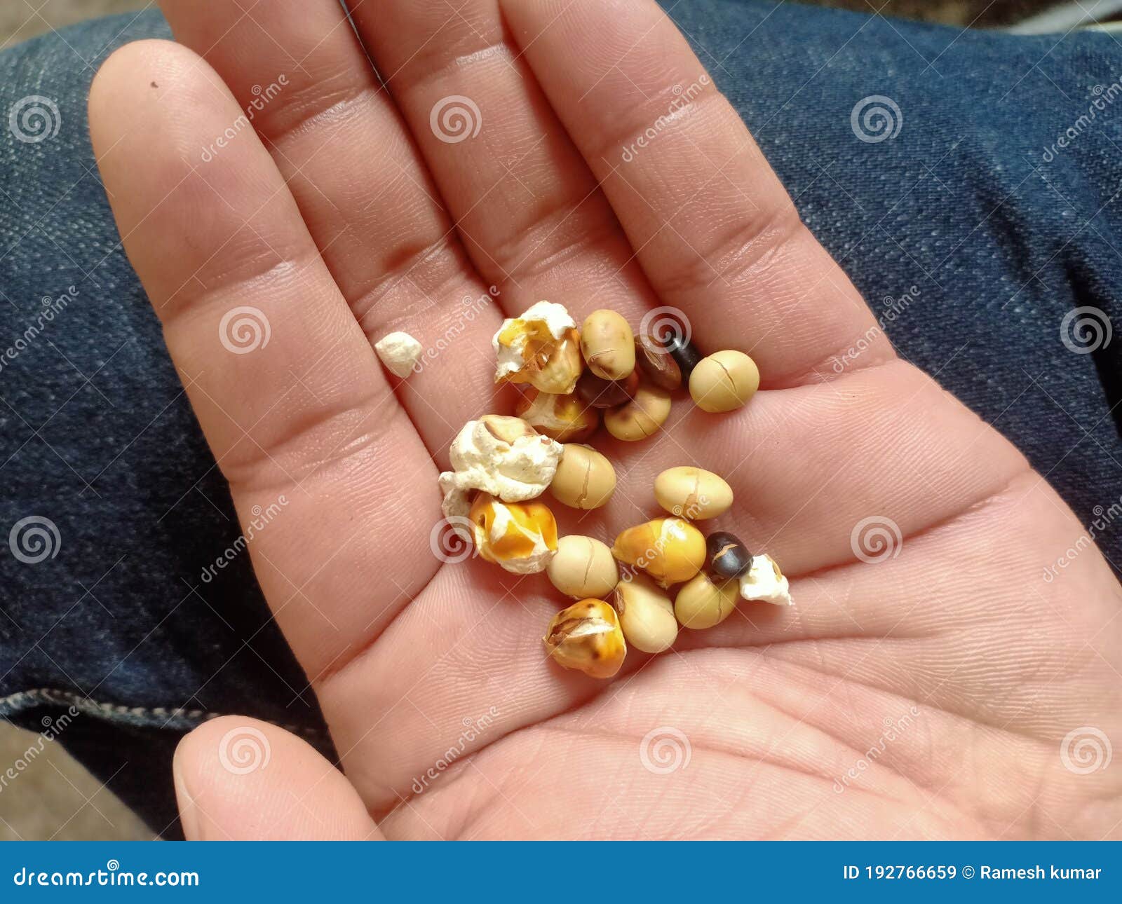 Nepali makai bhatmas stock image. Image of food, nepali - 192766659