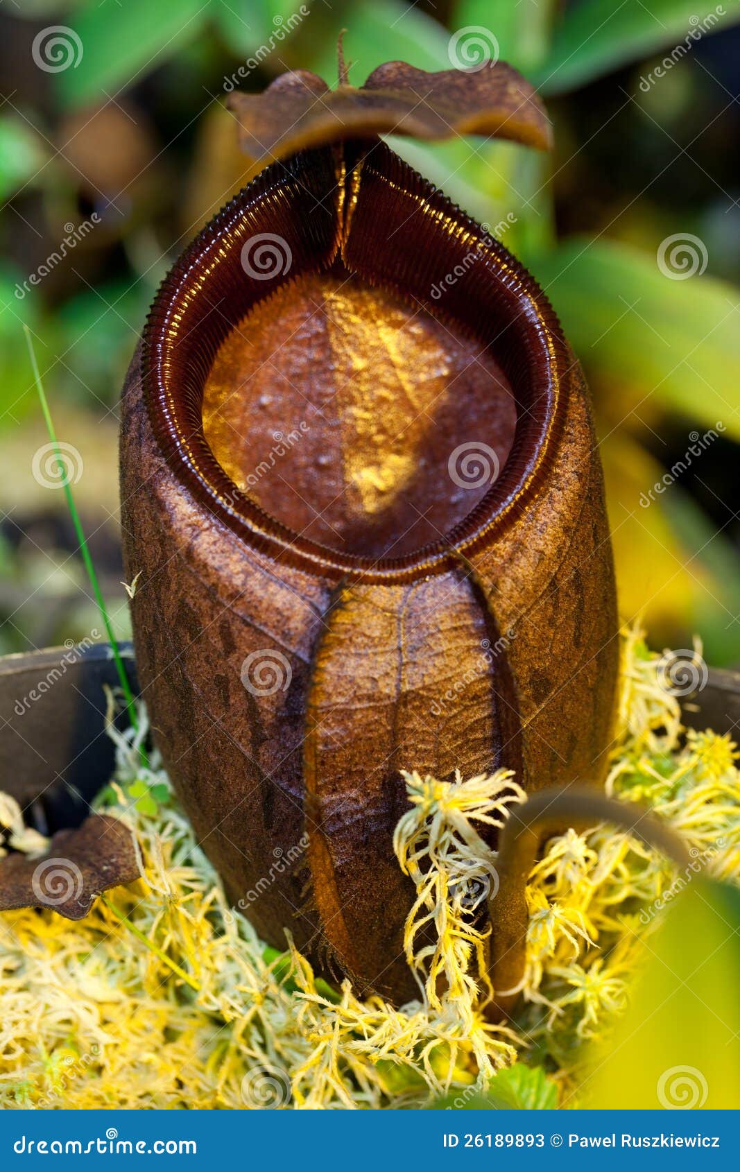 Nepenthe#5 stock image. Image of insects, lure, trap - 26189893