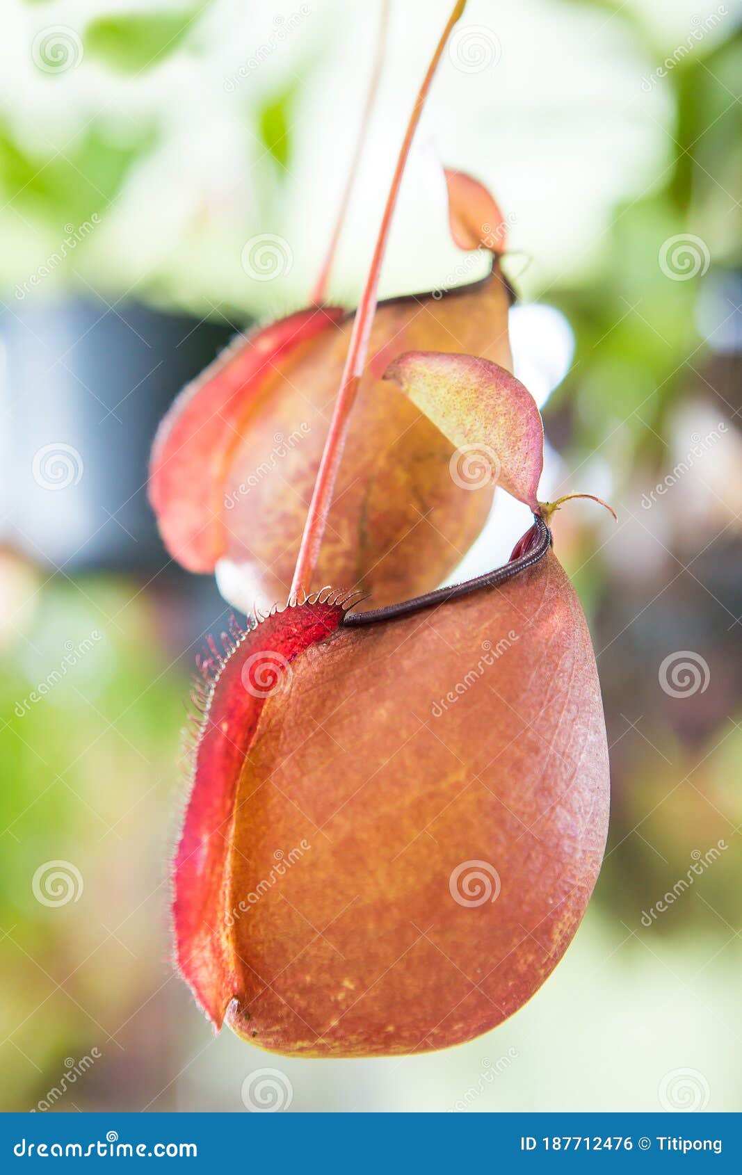 Nepenthe Flower, Pitcher Plant in Garden Stock Photo - Image of jungle ...