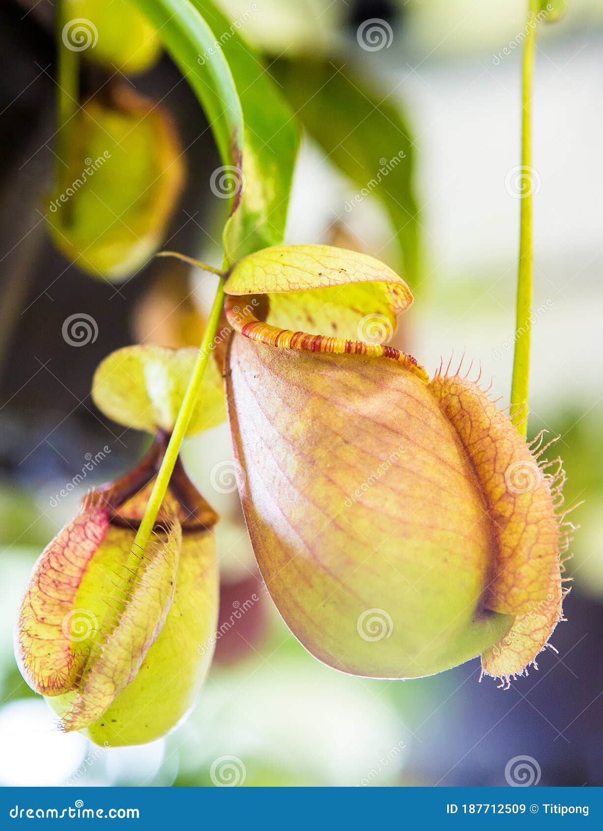 Nepenthe Flower, Pitcher Plant In Garden Royalty-Free Stock Image ...