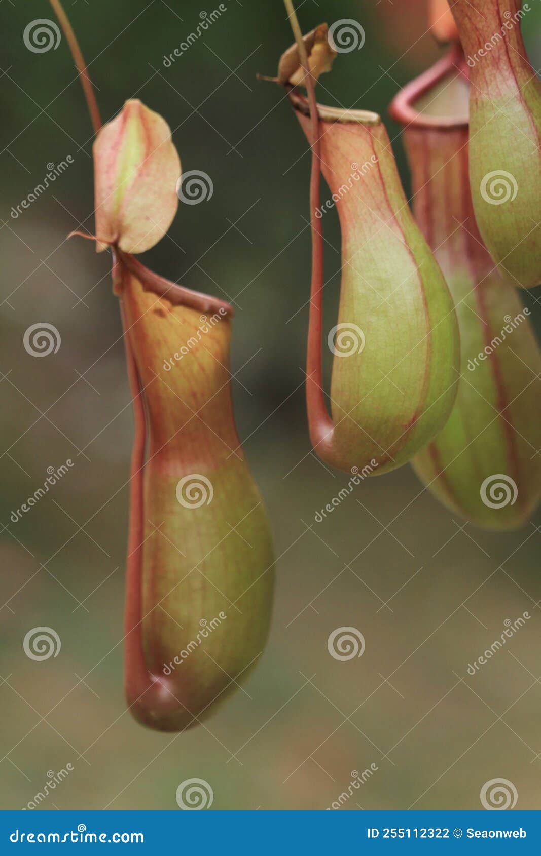 A Nepenthes Alata Pitcher Plant, the Nature Concept Stock Photo - Image ...