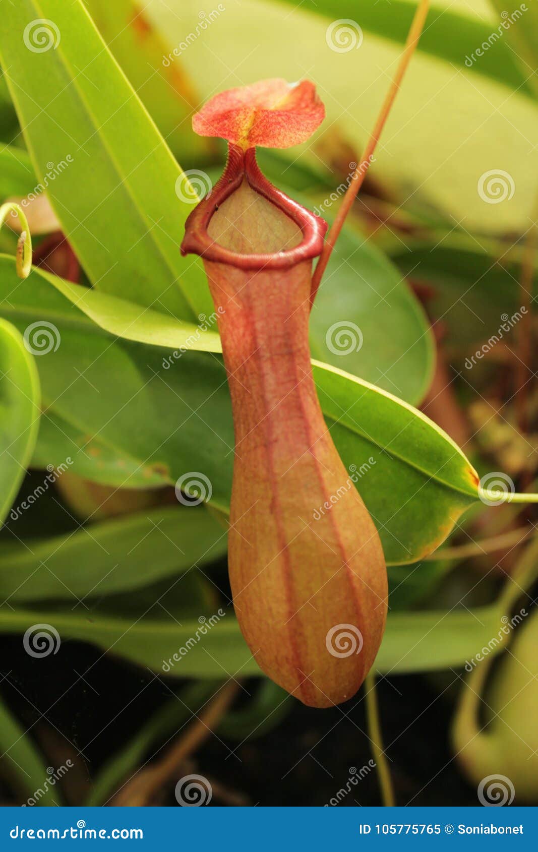 Nepenthes alata stock image. Image of botany, intoxicating - 105775765 Nepenthes alata stock image. Image of botany, intoxicating - 105775765