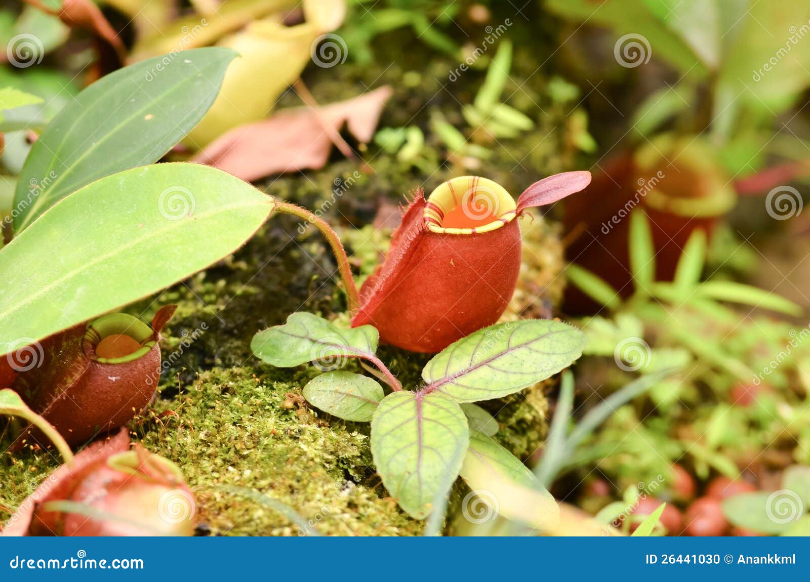 Nepenthes ampullaria stock photo. Image of catcher, droseraceae - 26441030
