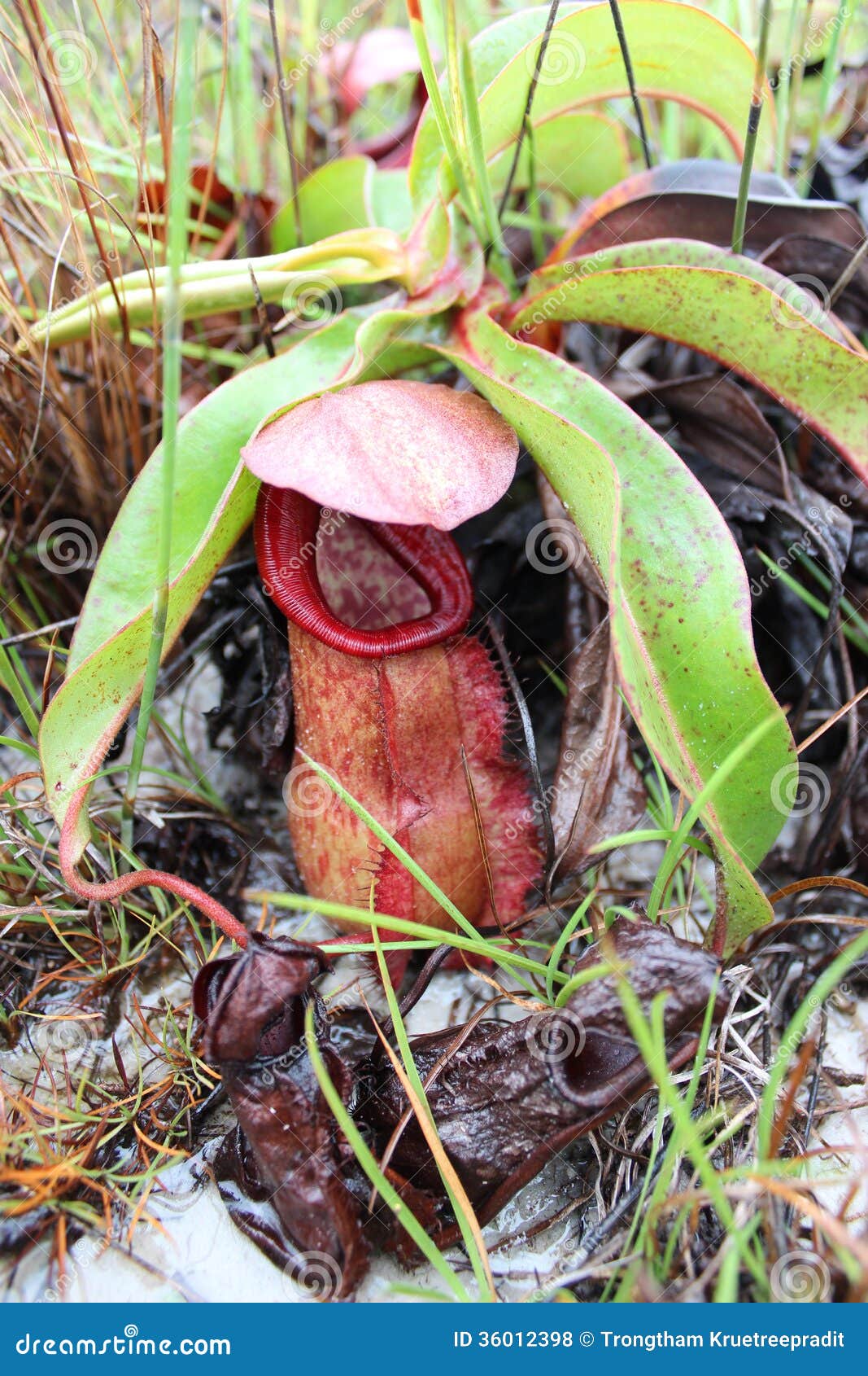 Nepenthes bokorensis stockfoto. Bild von fleischfressend - 36012398