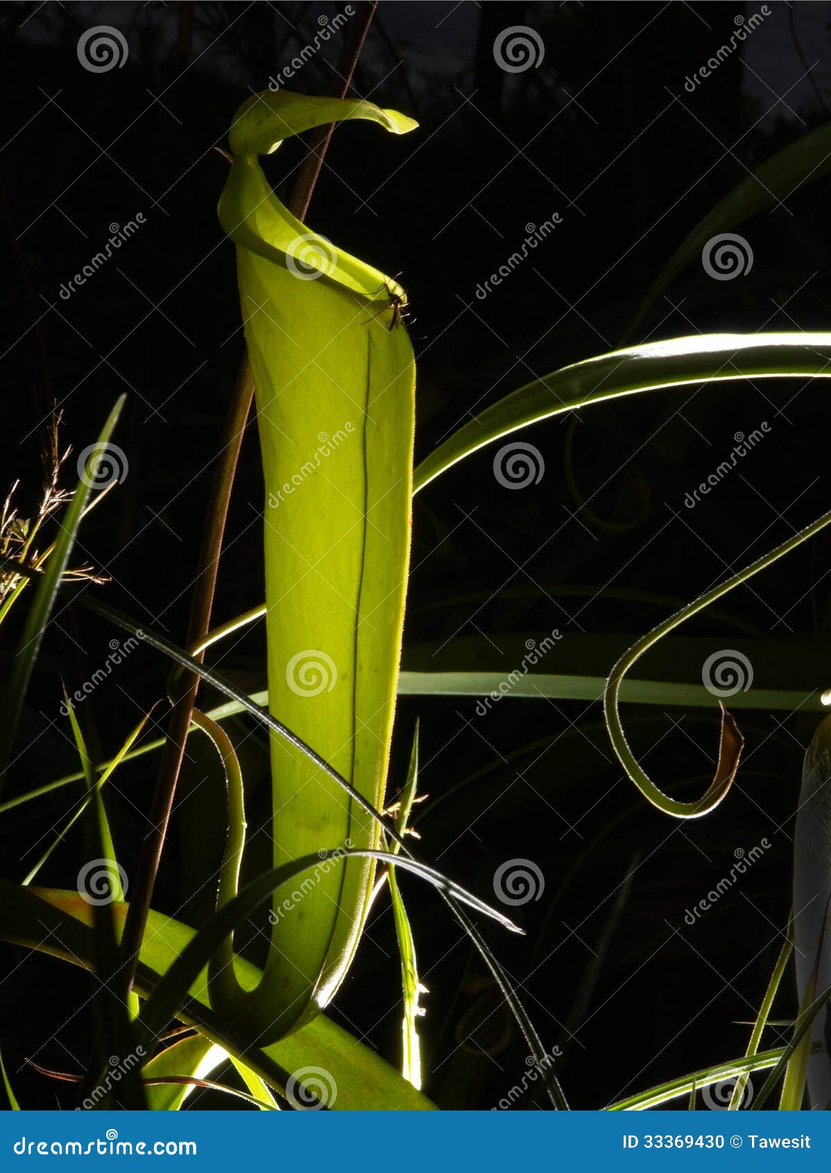 Nepenthes bug hunter plant stock photo. Image of hungry - 33369430