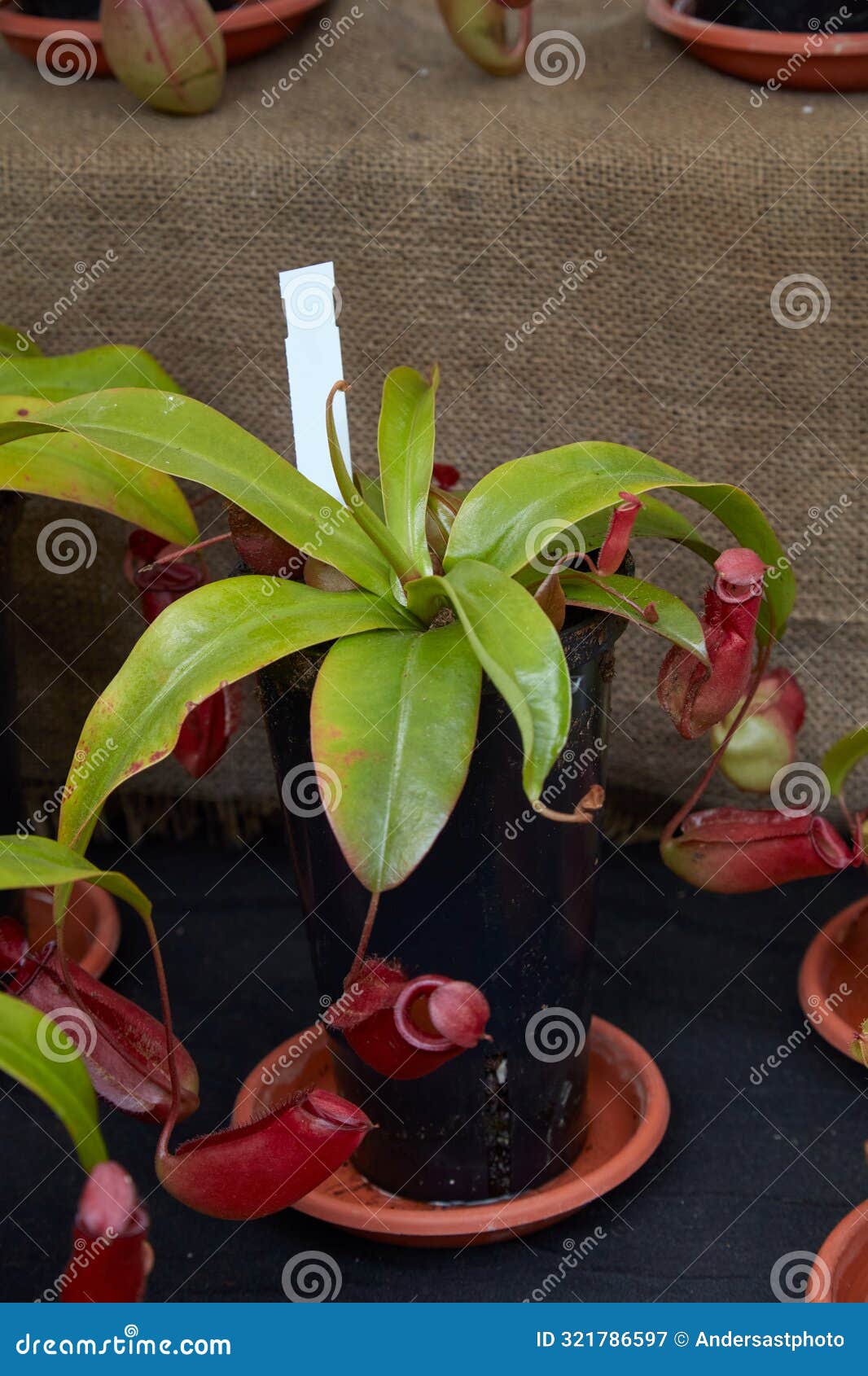 Nepenthes Carnivorous Plant or Tropical Pitcher Plant Stock Image ...