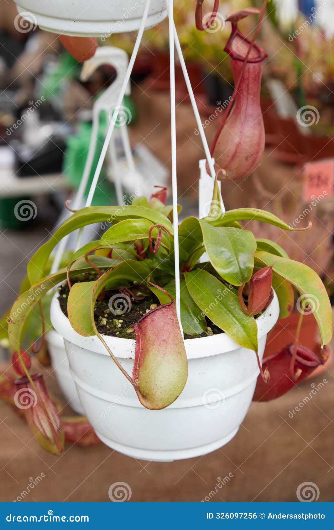 Nepenthes Carnivorous Plant or Tropical Pitcher Plant in Vase Stock ...