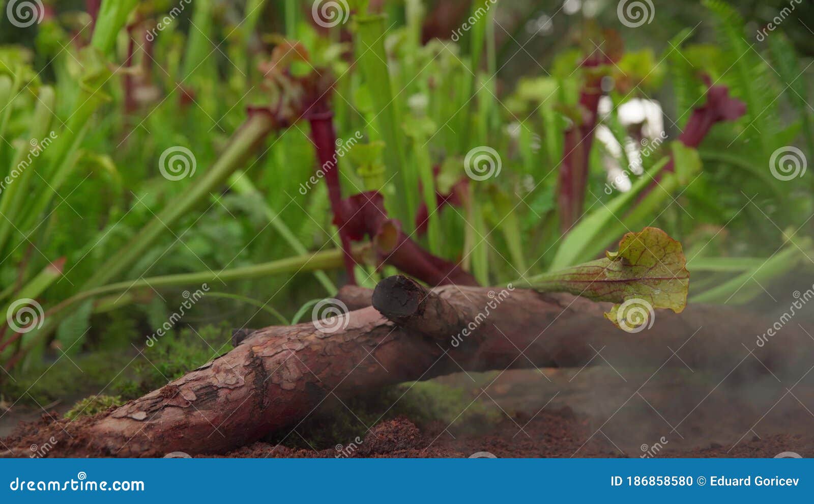 Nepenthes Carnivorous Plants Catch Insects in Tropical Forests Stock ...