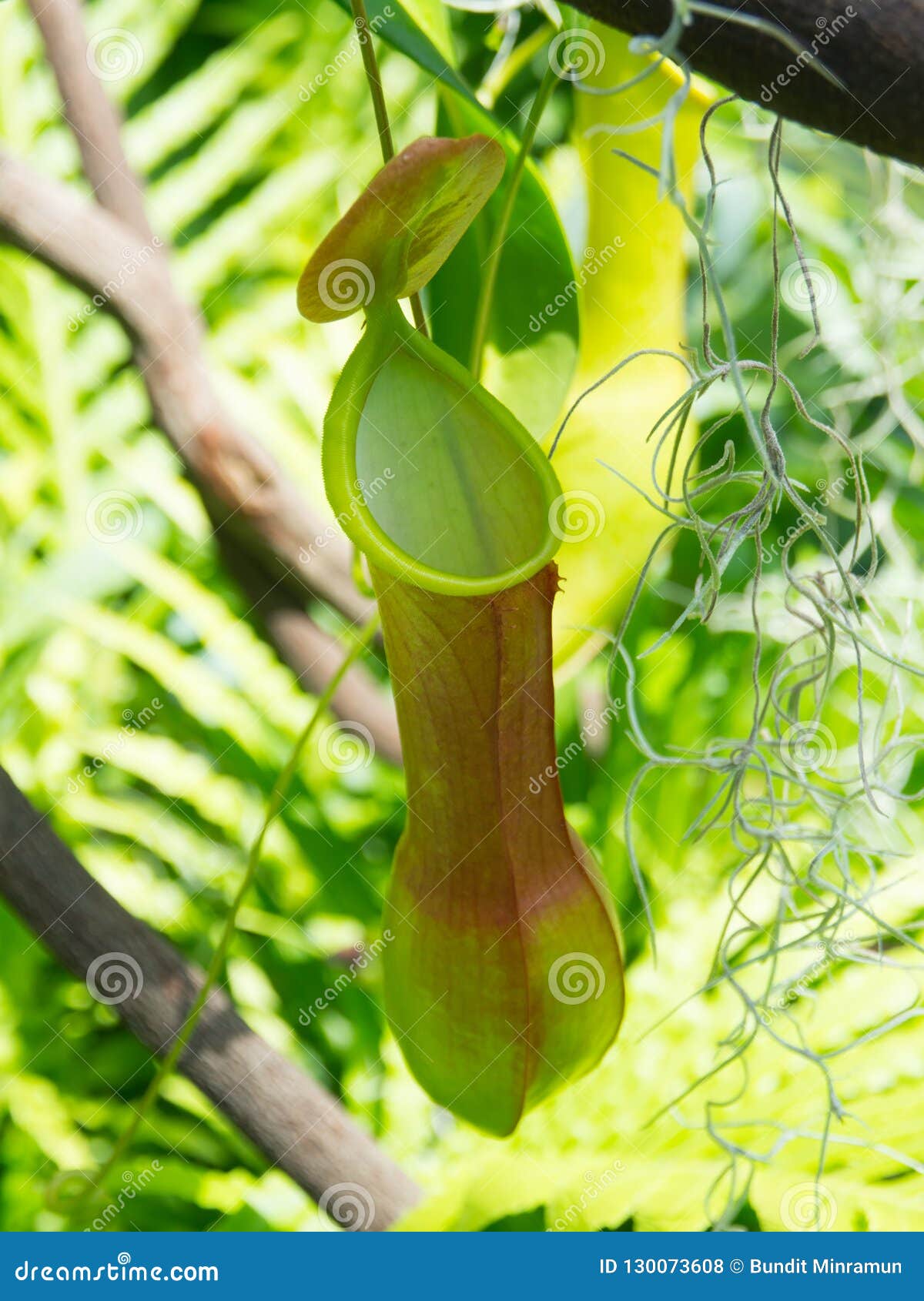 A Nepenthes Gracilis Pitcher Plant Pitfall Trap in a Botanical Garden ...
