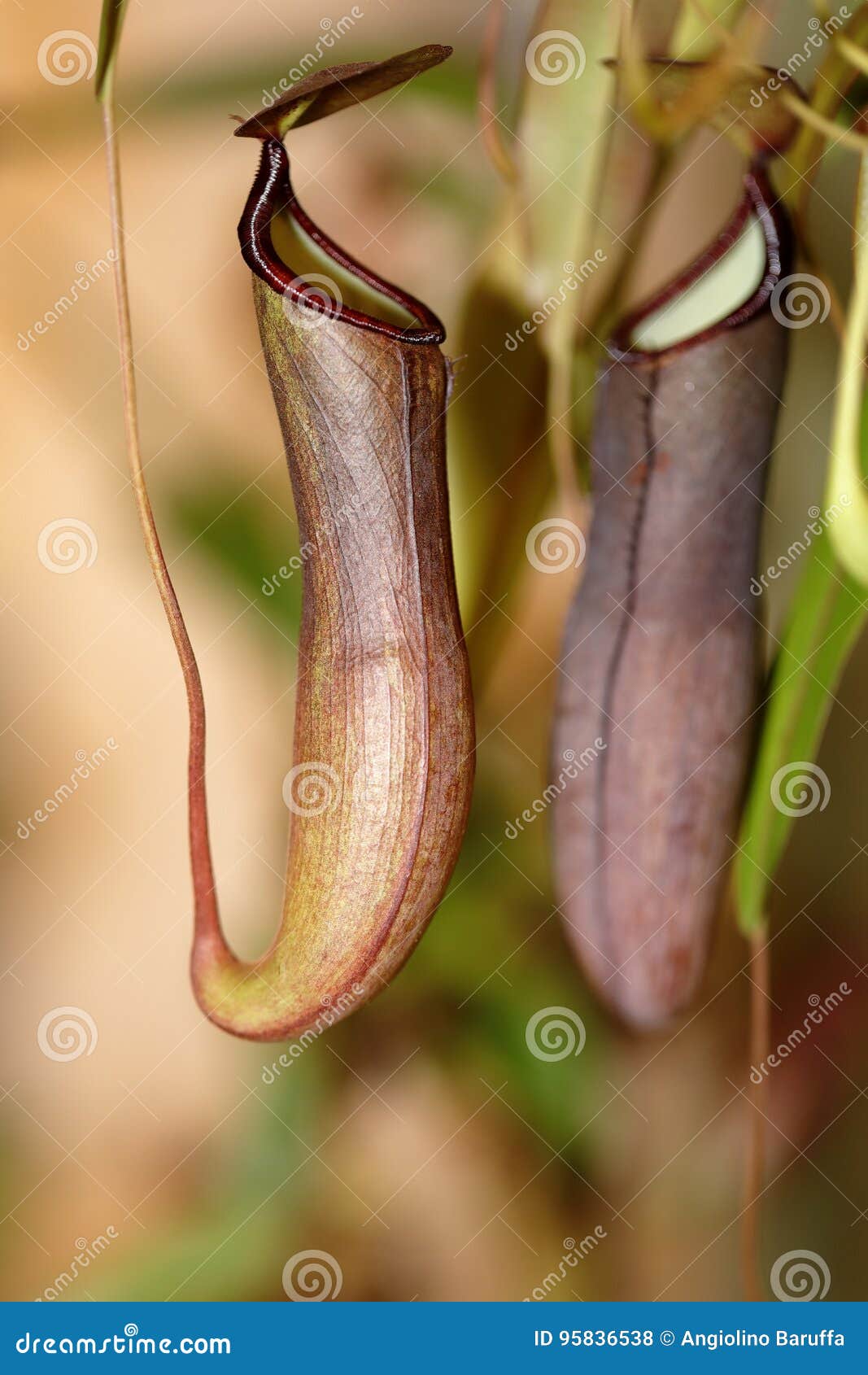 Nepenthes Mirabilis Stock Photography | CartoonDealer.com #95836538