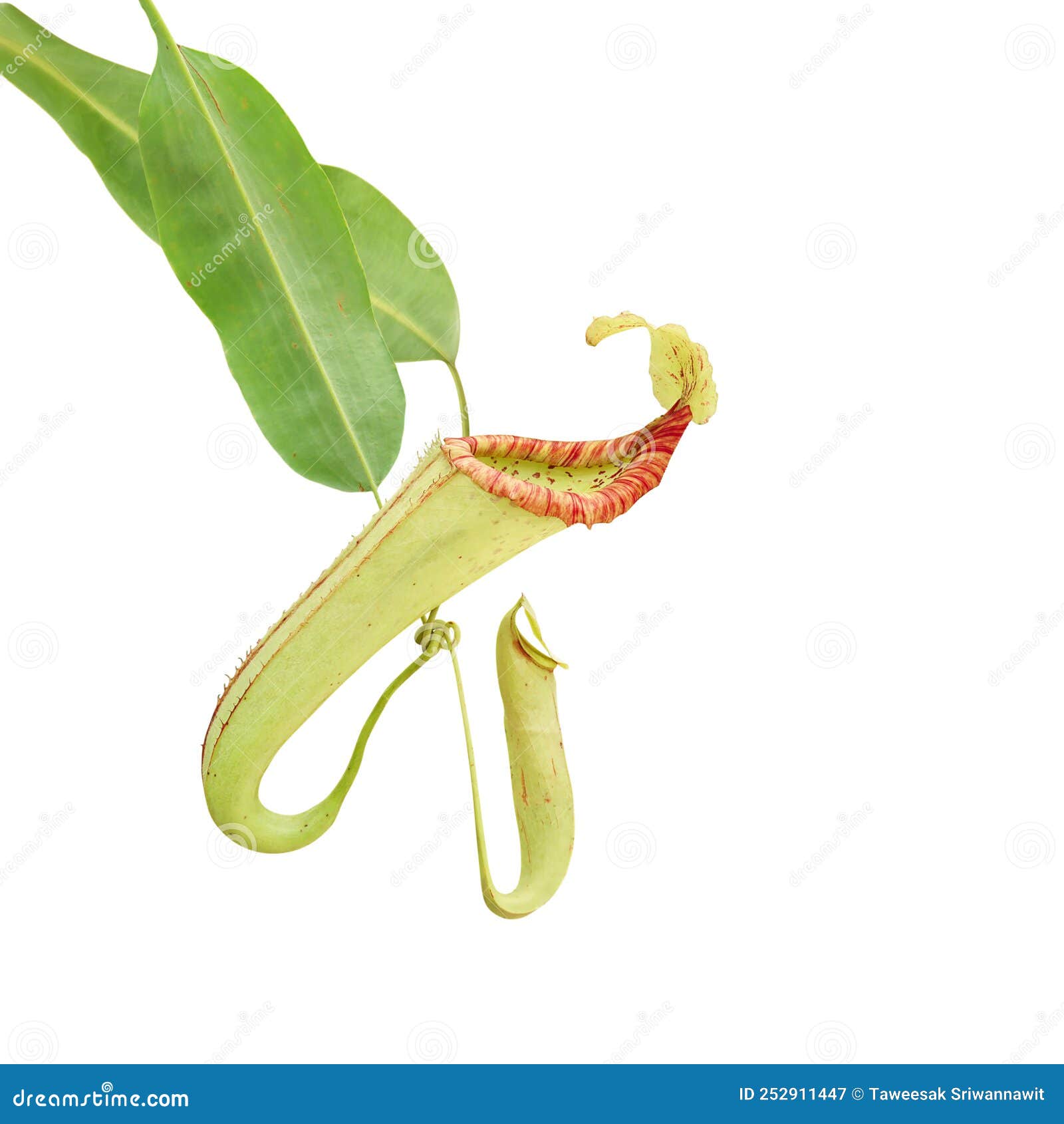 Nepenthes Miranda Pitcher Plant Isolated on White Background with ...