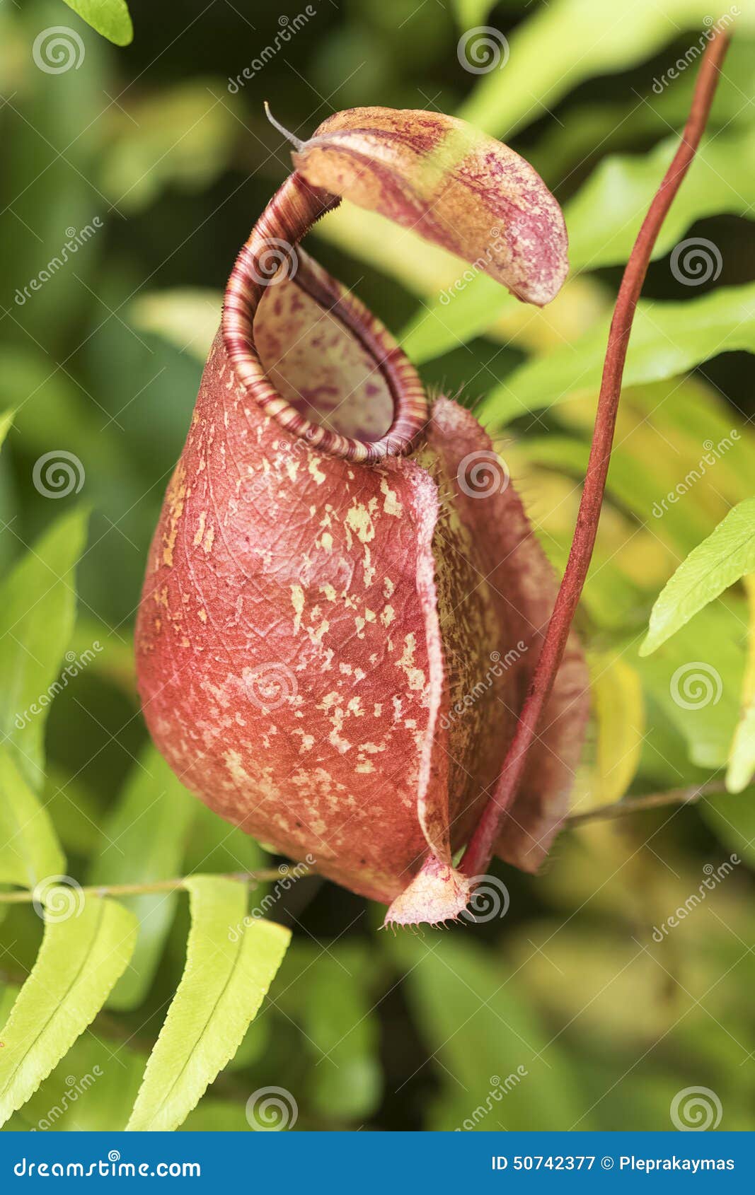 Monkey Cups Or Tropical Pitcher Plants Or Sarracenia Carnivorous Plant ...