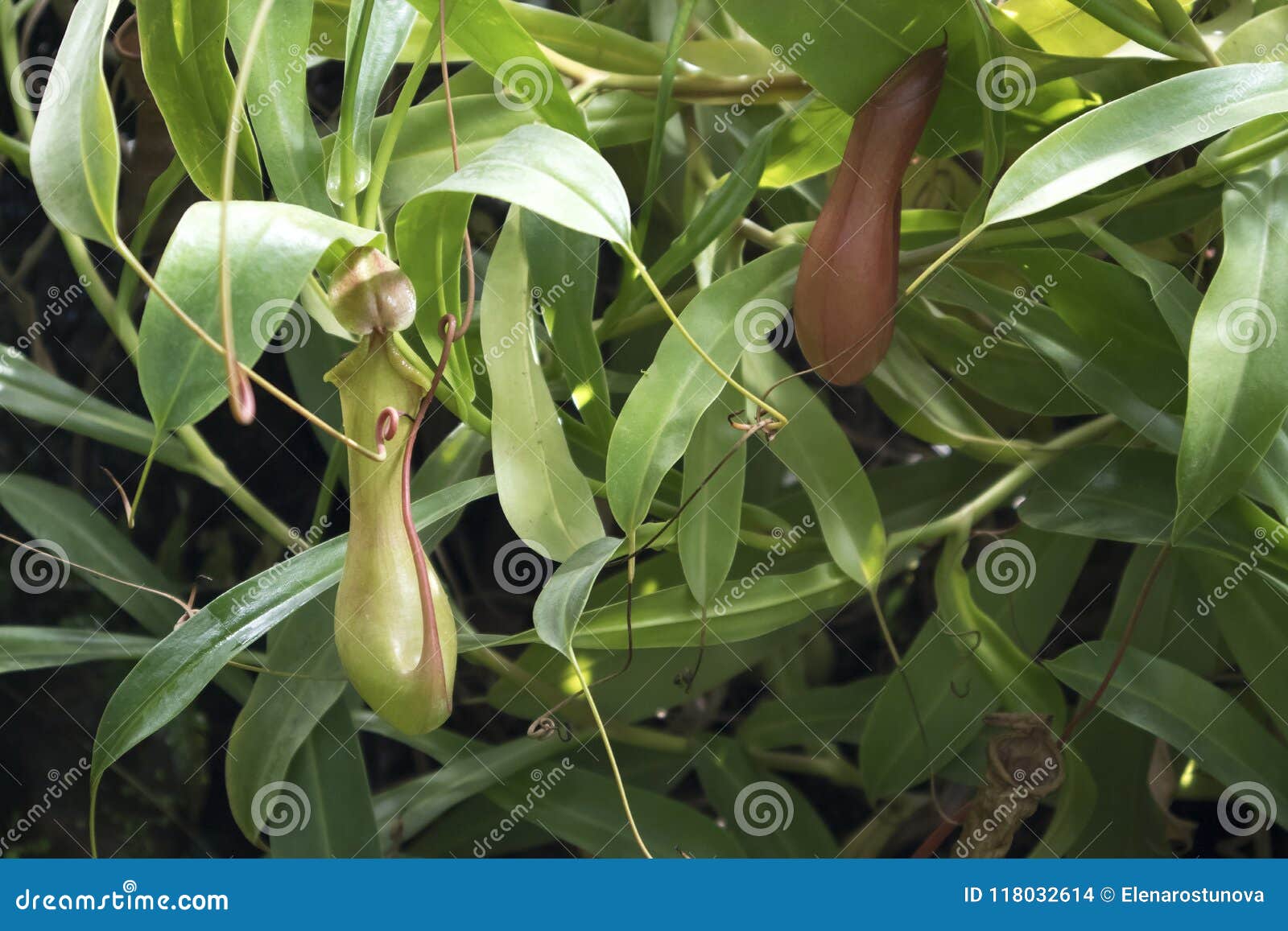 Nepenthes, a Pitfall Traps, Pitcher Plant in the Botanical Garden Stock ...