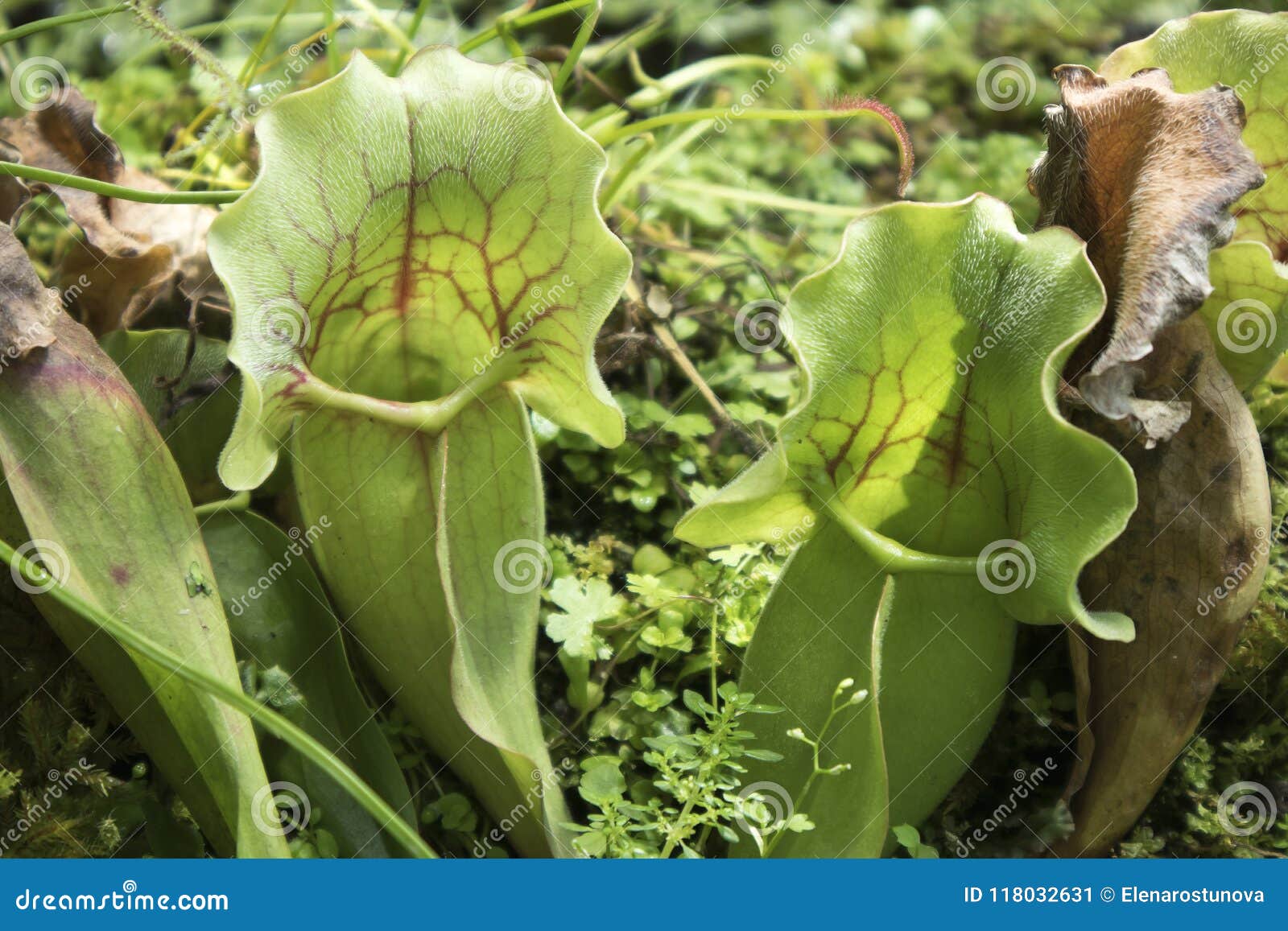 Nepenthes, a Pitfall Traps, Pitcher Plant in the Botanical Garden Stock ...